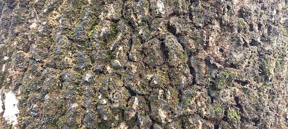 Dirty Tree Bark Structures Filled with Moss As a Background Stock Image ...