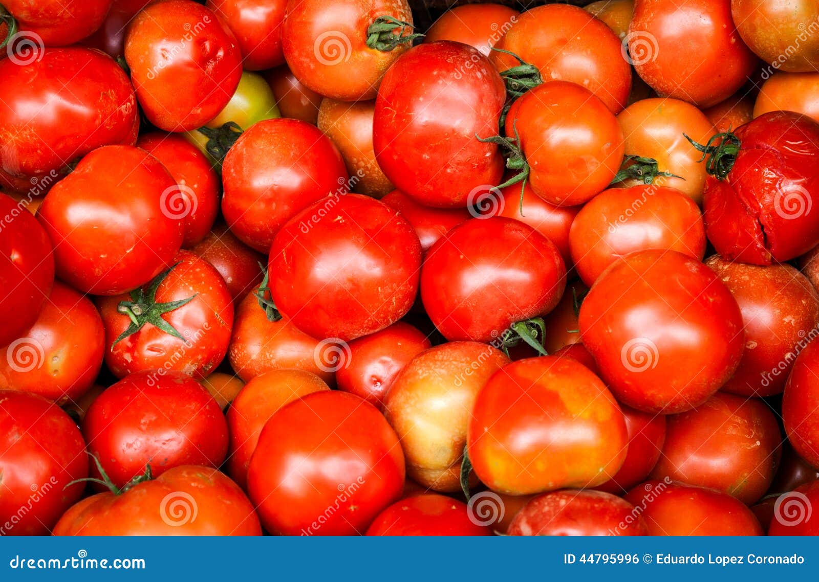 Dirty unwashed tomatoes stock photo. Image of farm, dinner - 44795996