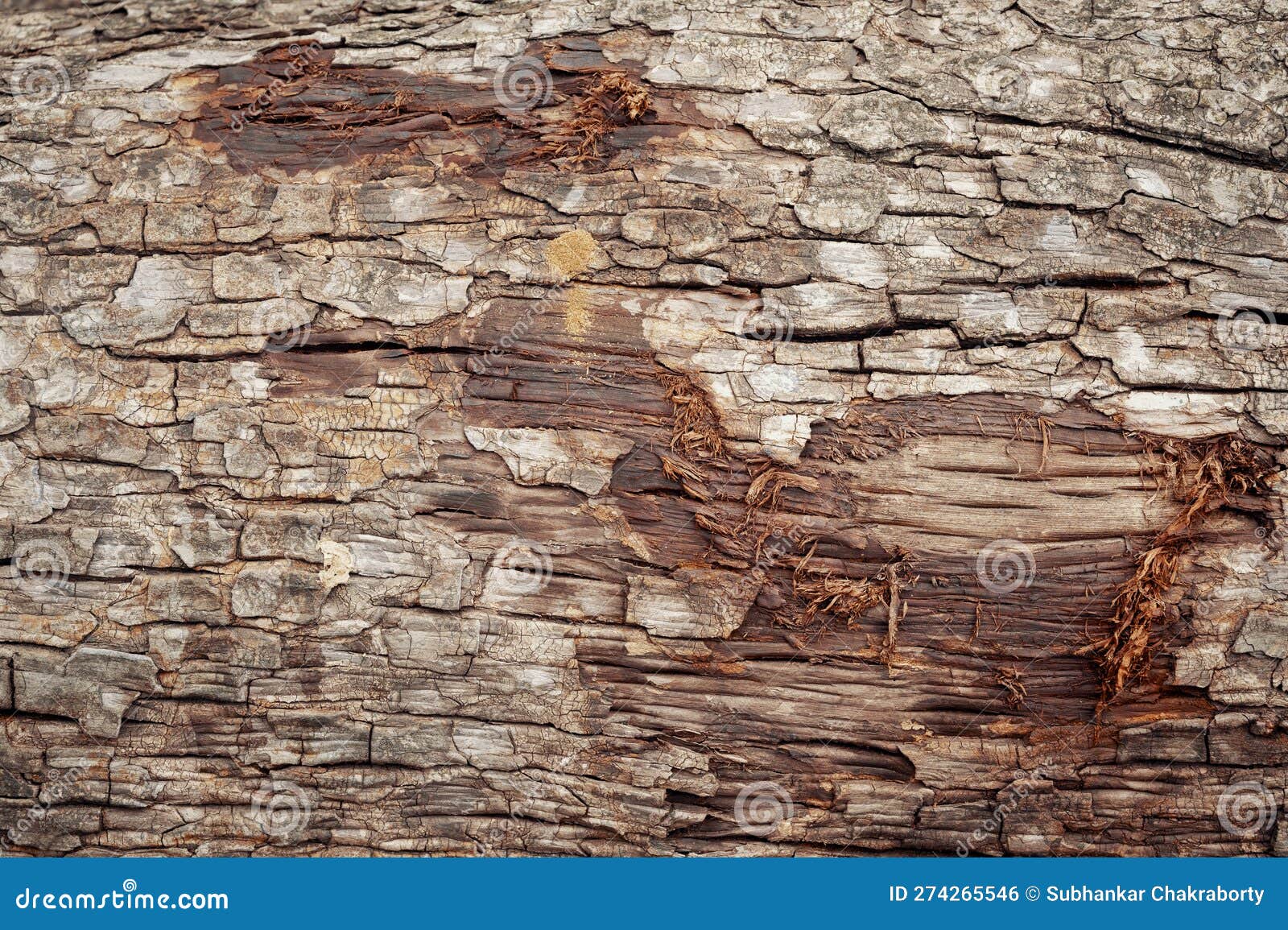 Dirty wallpaper. stock photo. Image of vintage, texture - 274265546