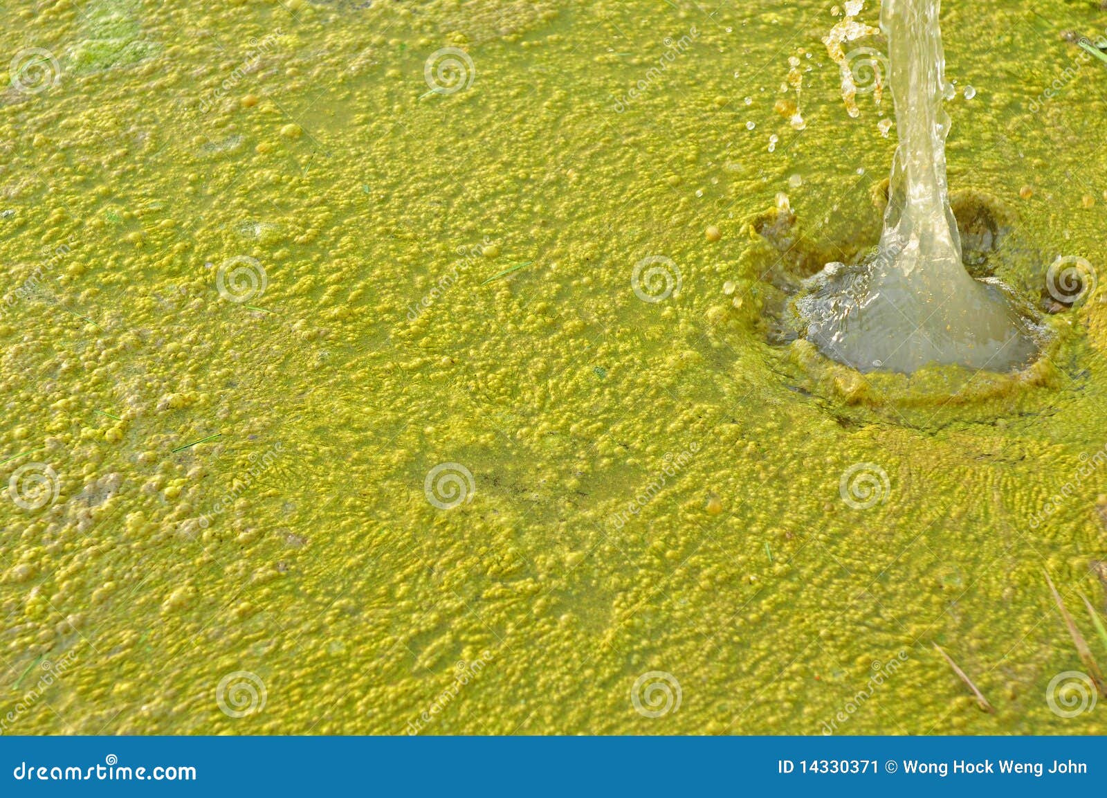 Dirty water stock image. Image of fungus, contaminated - 14330371