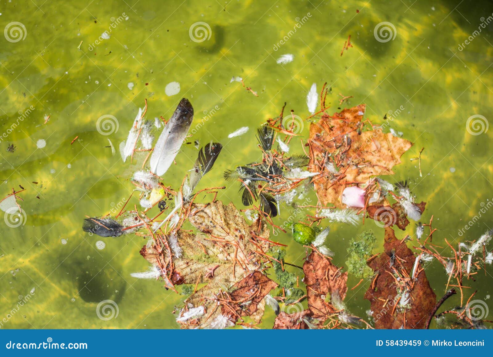 Dirty water stock image. Image of puddle, feather, dirty - 58439459