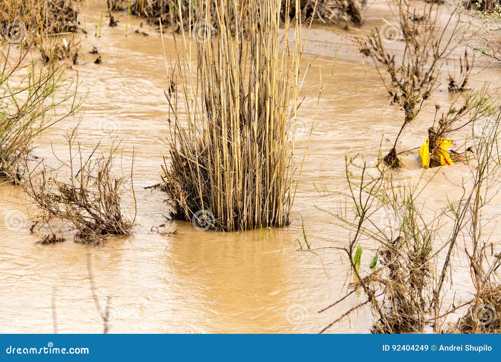 Dirty Water on Nature in the Spring Stock Image - Image of river ...