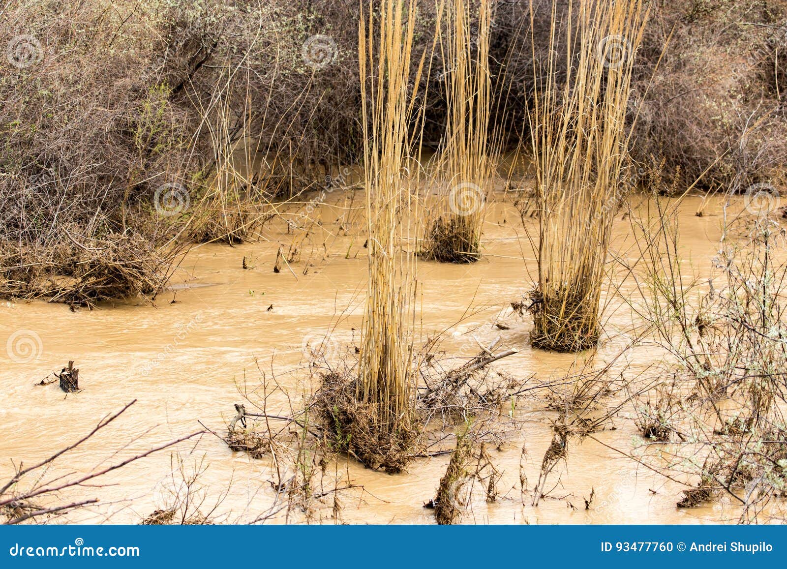 Dirty Water on Nature in the Spring Stock Photo - Image of dirty ...