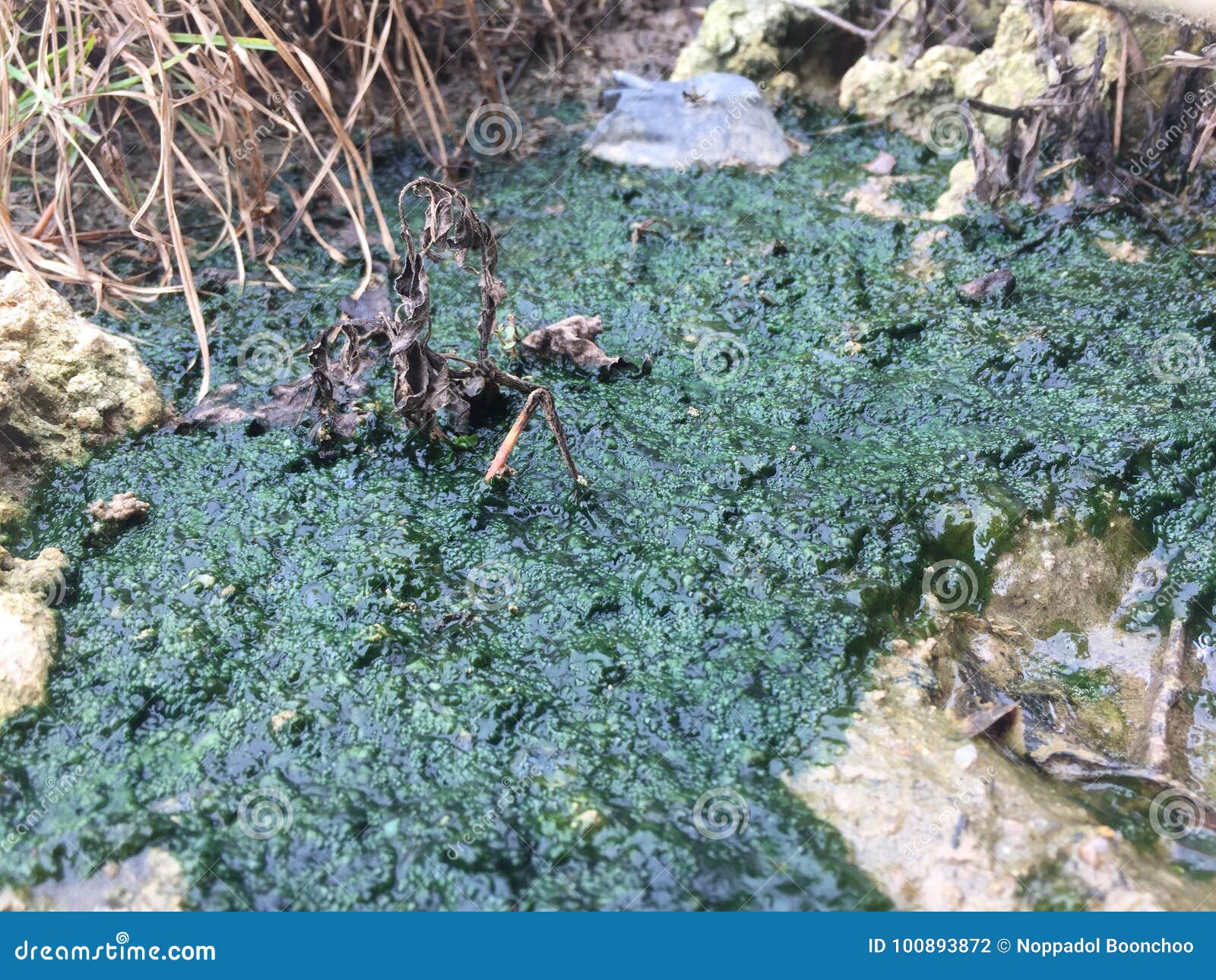 Dirty water stock photo. Image of water, dirty - 100893872