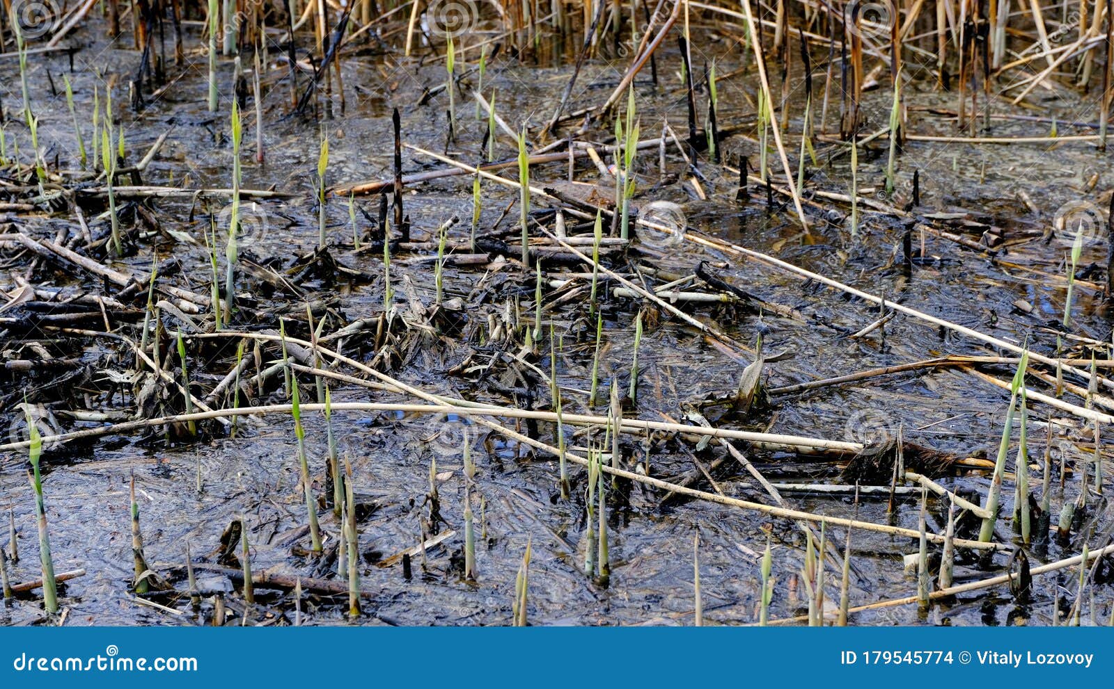 Bulrush on the lake stock photo. Image of close, nature - 179545774