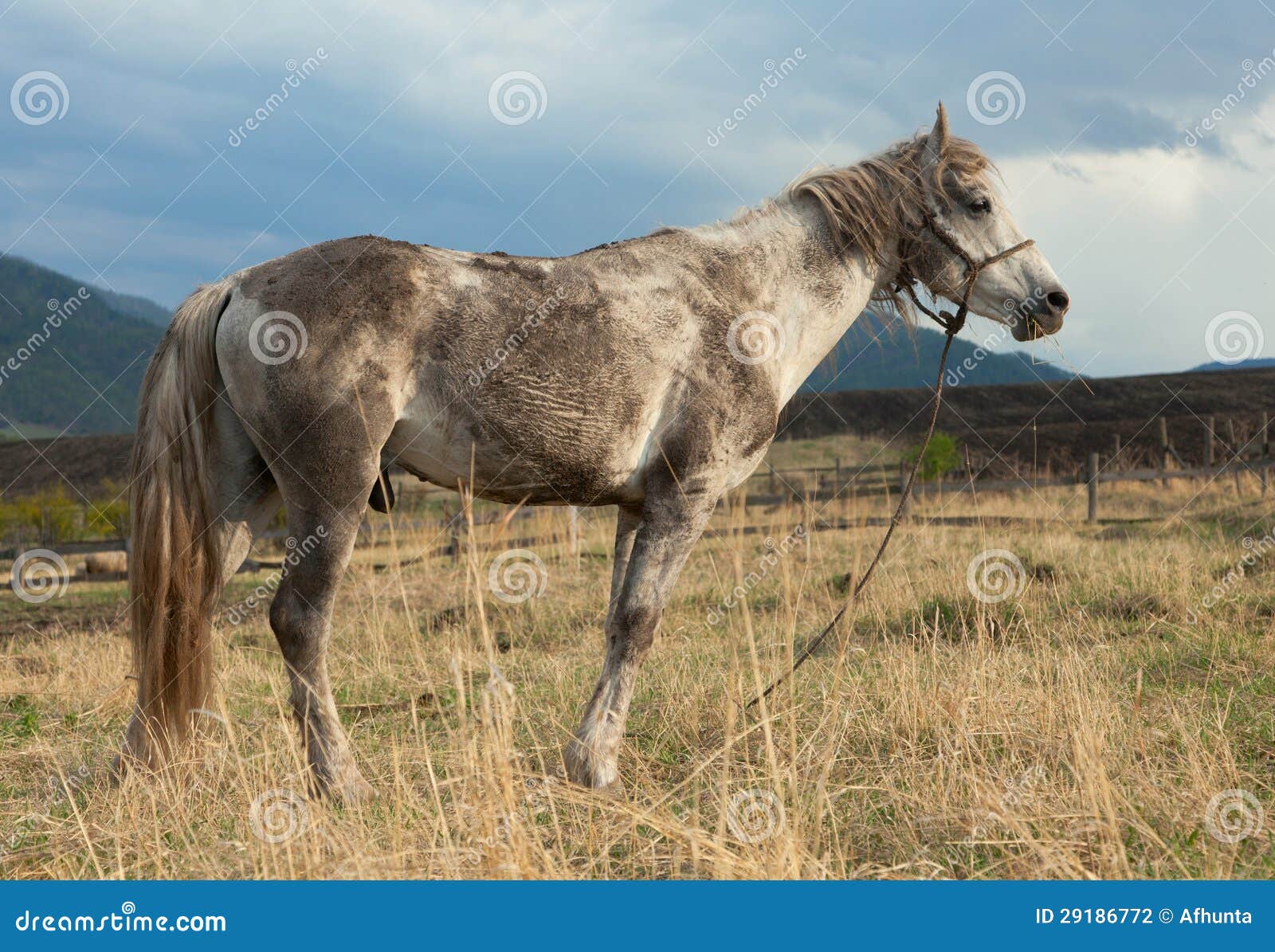 Dirty white horse stock photo. Image of hair, icelandic - 29186772