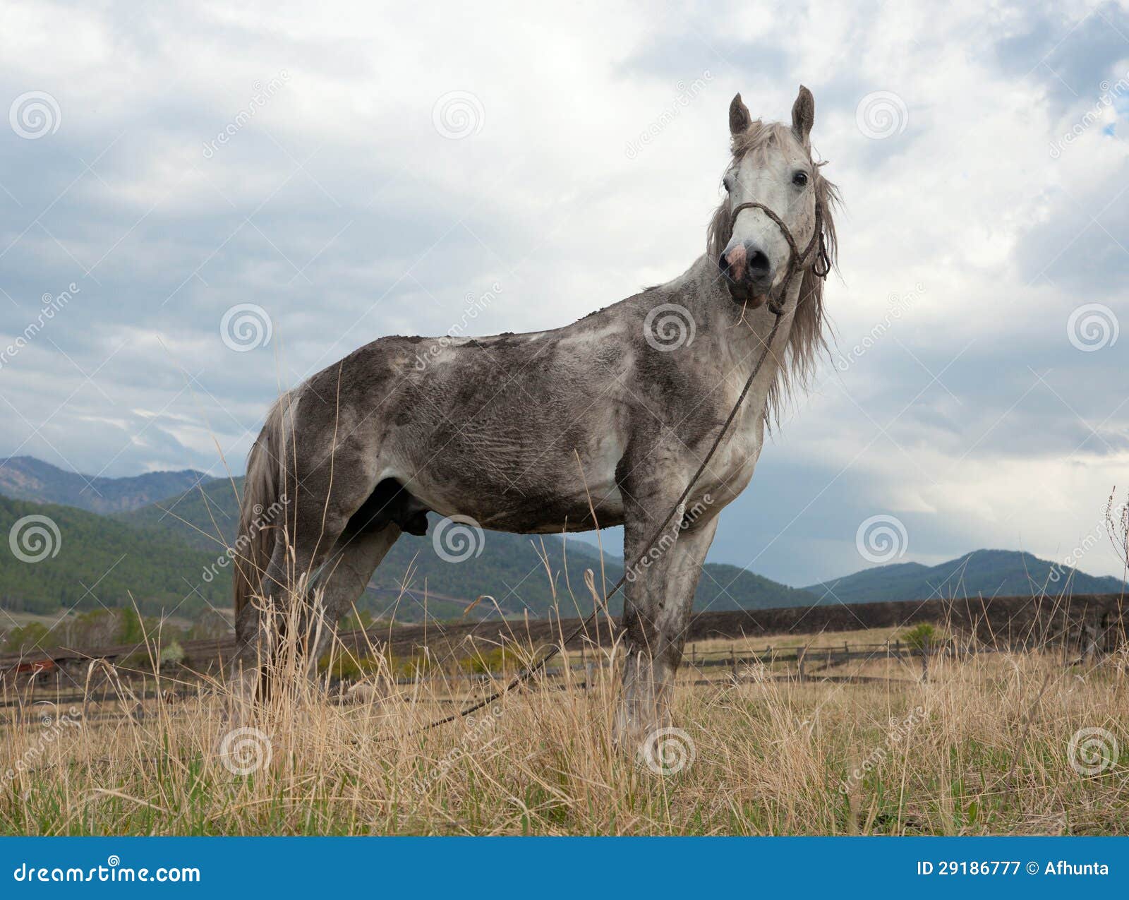 Dirty white horse stock image. Image of equine, farm - 29186777