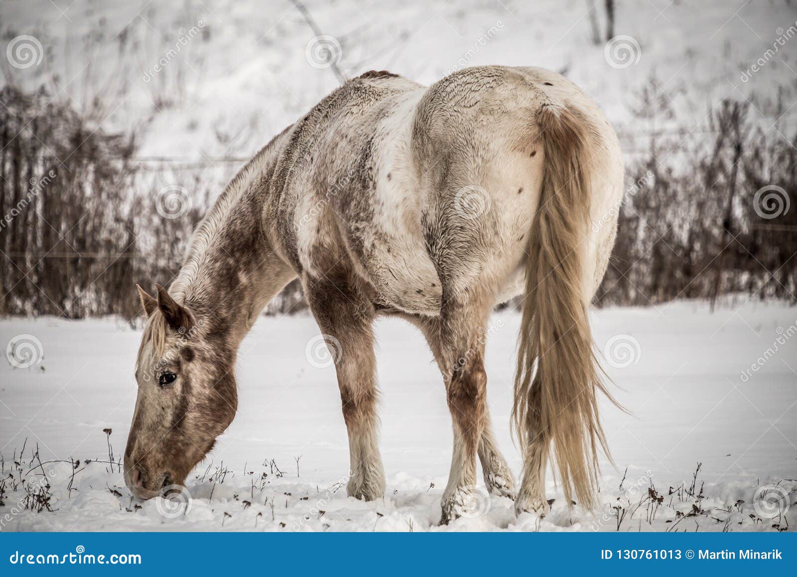 Dirty White Horse Grazing on the Snow Stock Image - Image of equine ...