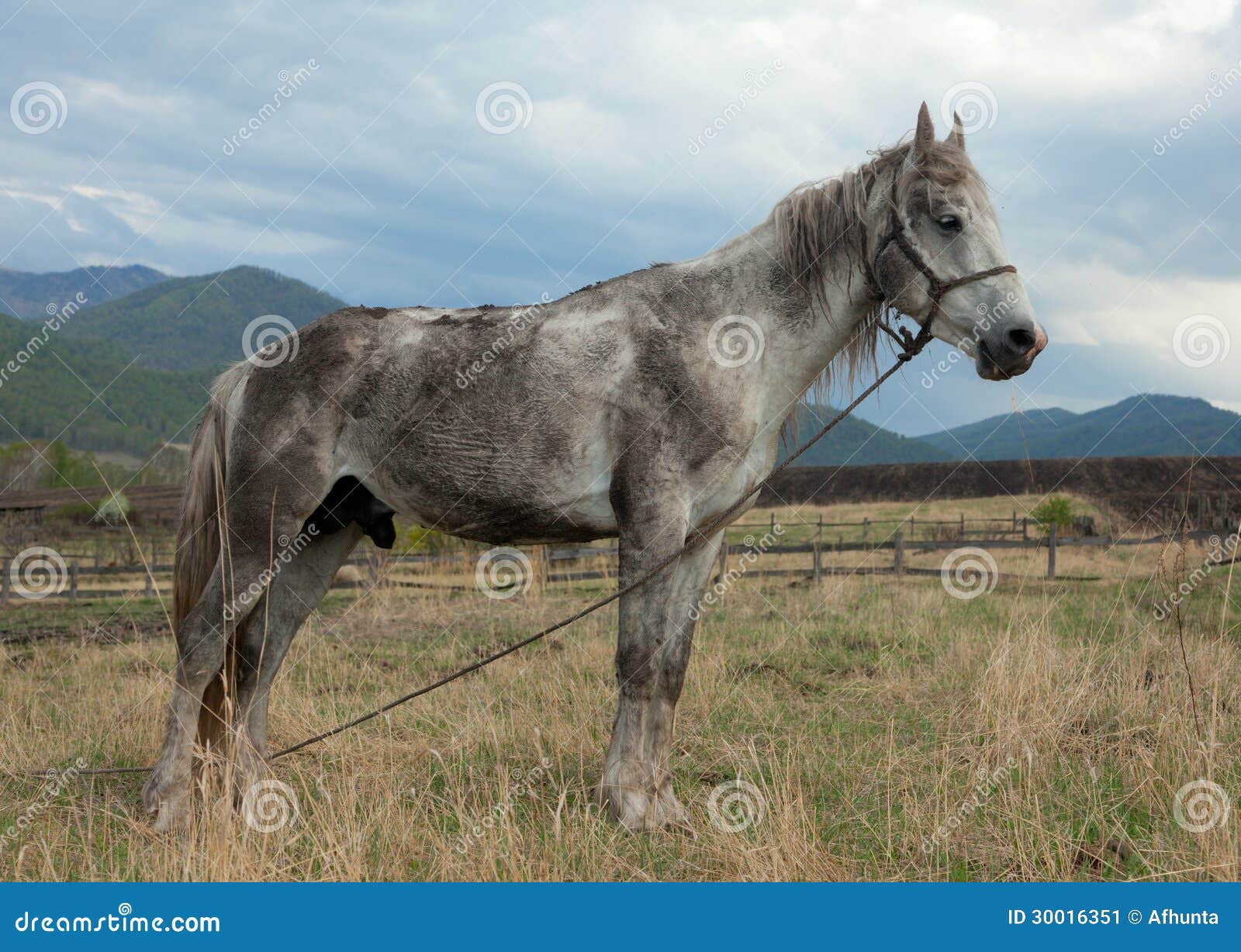Dirty white horse stock image. Image of hair, country - 30016351