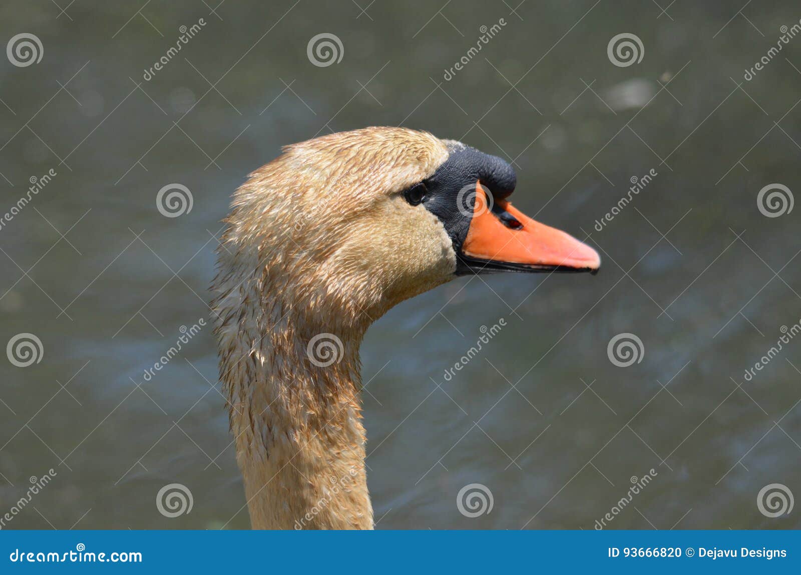 Dirty White Swan with Mud on His Feathers Stock Photo - Image of ...