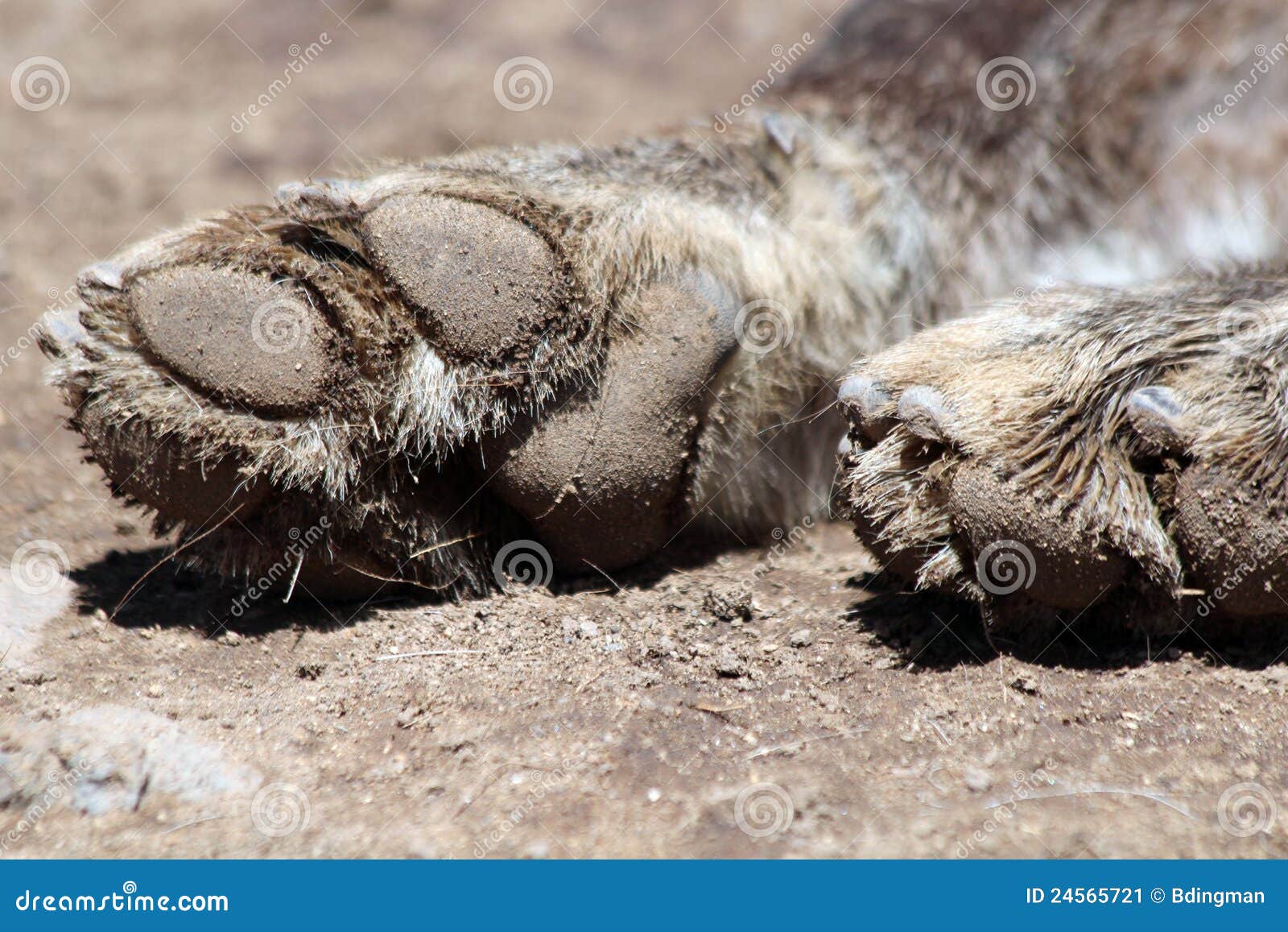 Dirty Wolf Paws stock image. Image of white, photograph - 24565721