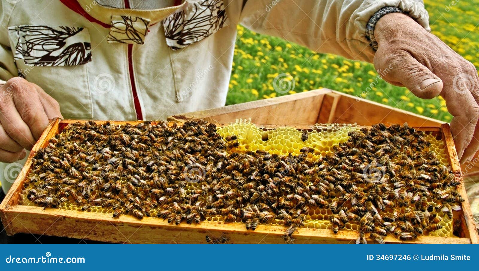 Dirty work. stock photo. Image of honeybee, insect, nature - 34697246