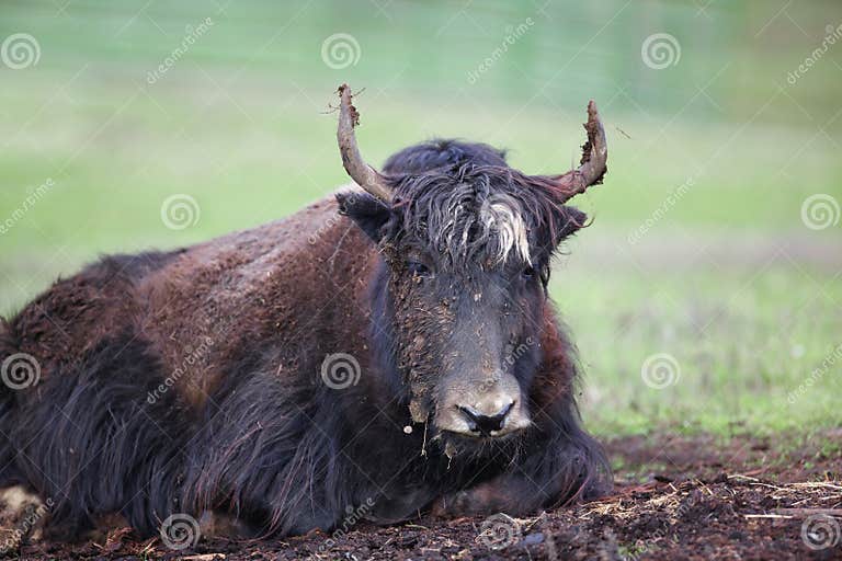 Dirty Yak stock photo. Image of rural, environment, cattle - 22539926