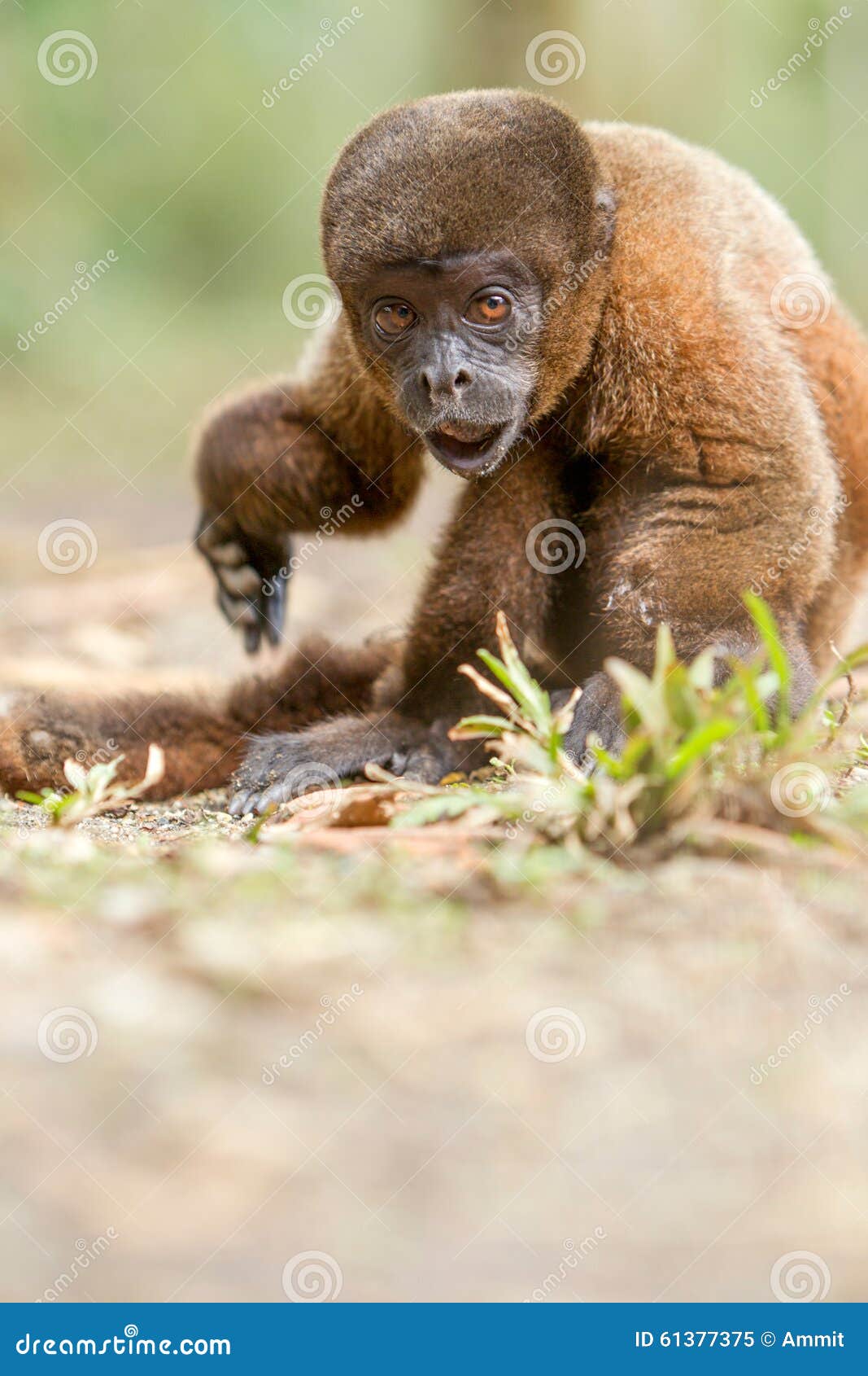 Disable Chorongo Or Woolly Monkey Cub Royalty-Free Stock Photo ...