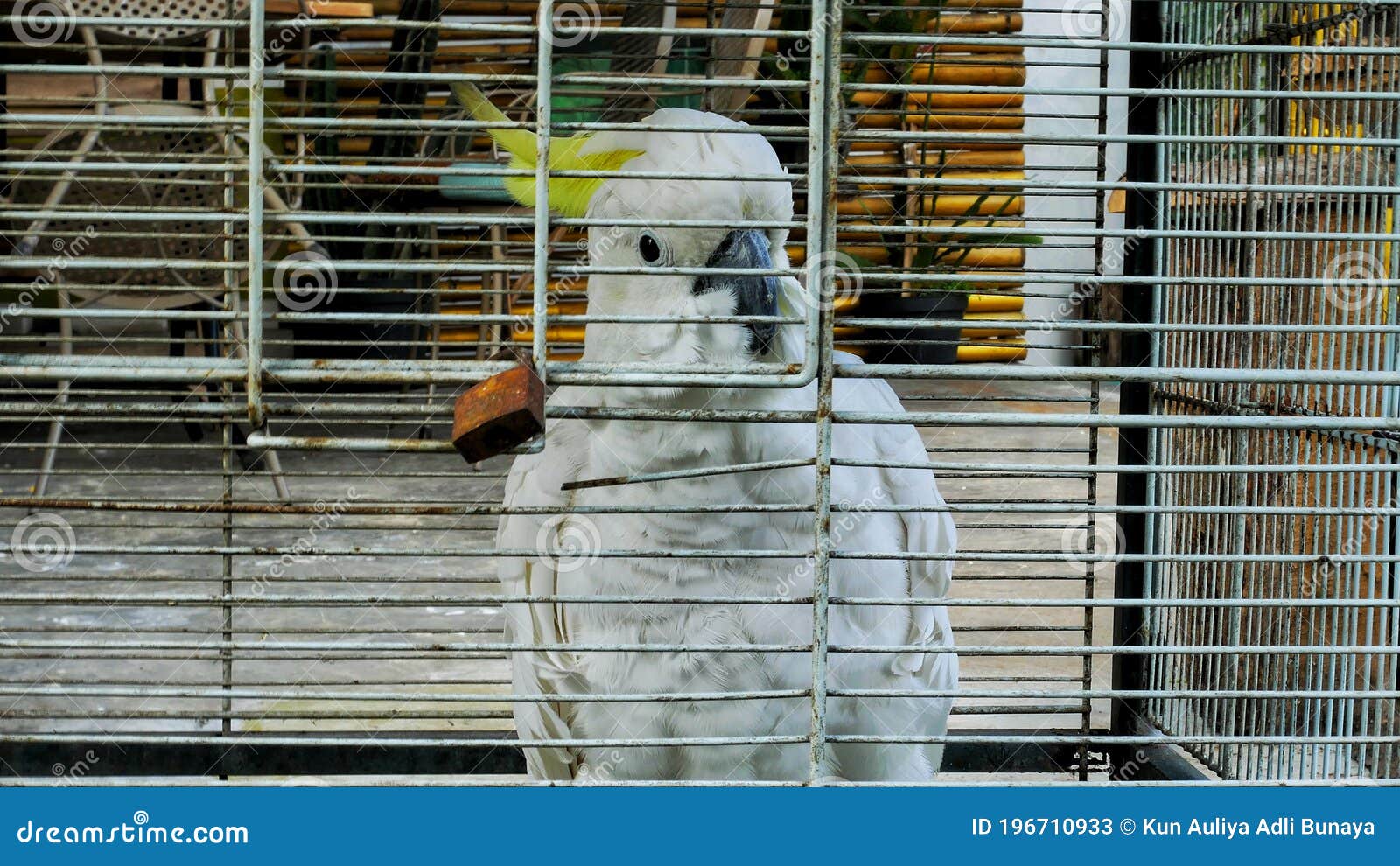 A Disabled Bird Confined in a Cage Stock Image - Image of cage ...