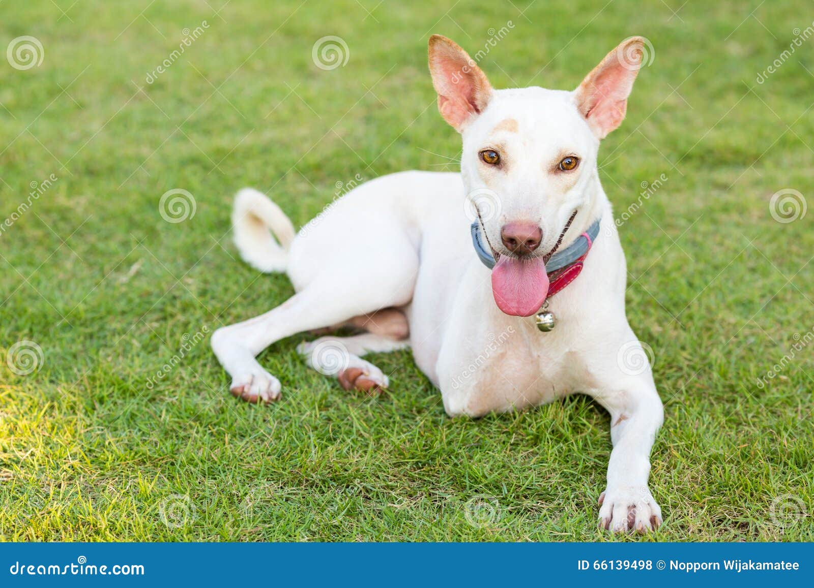 Disabled Dog Three Legs Smiling Stock Photo - Image of legs, background ...