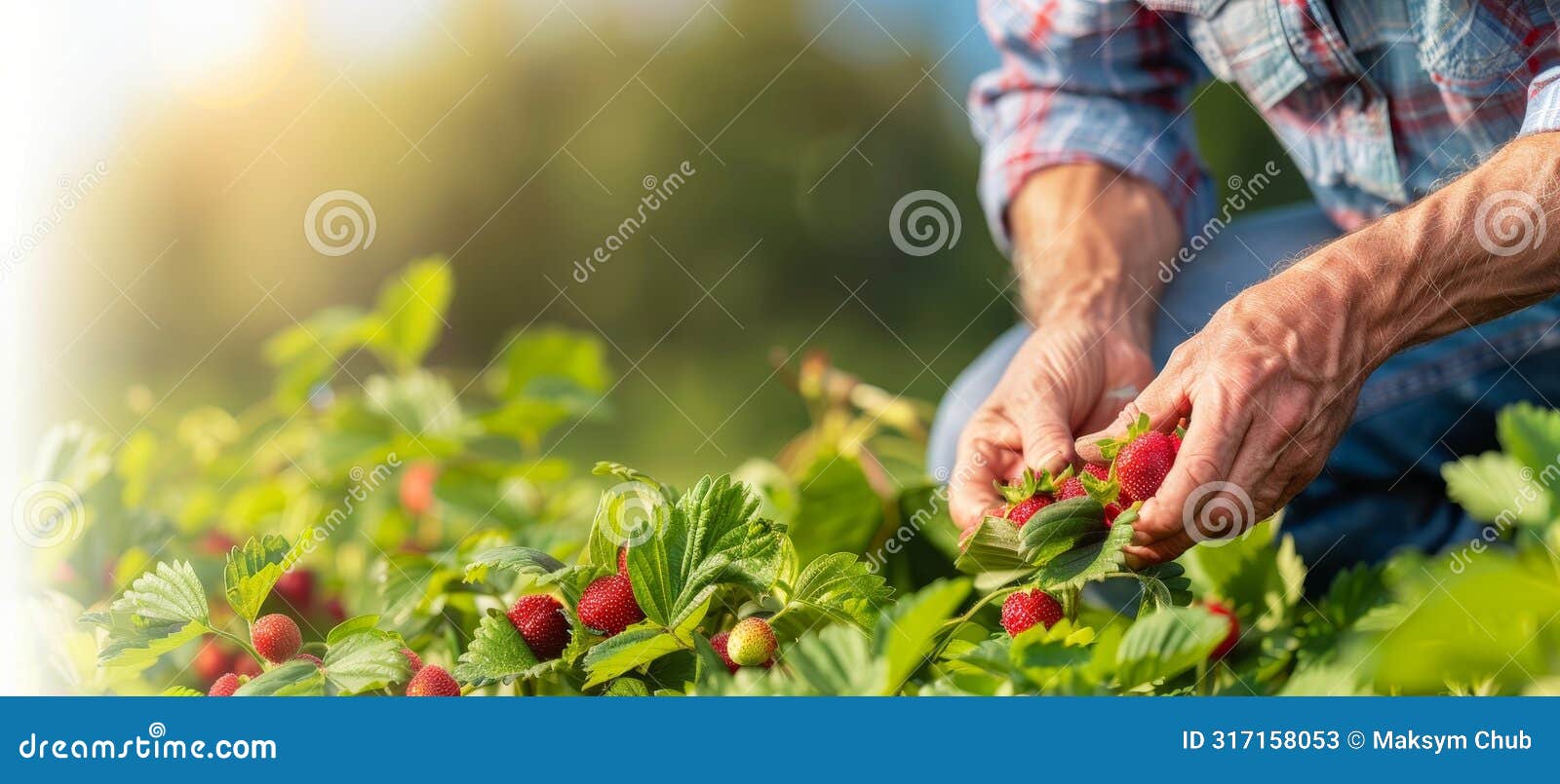 Disabled Farmer S Hands Picking Ripe Strawberries, Showing Dedication ...