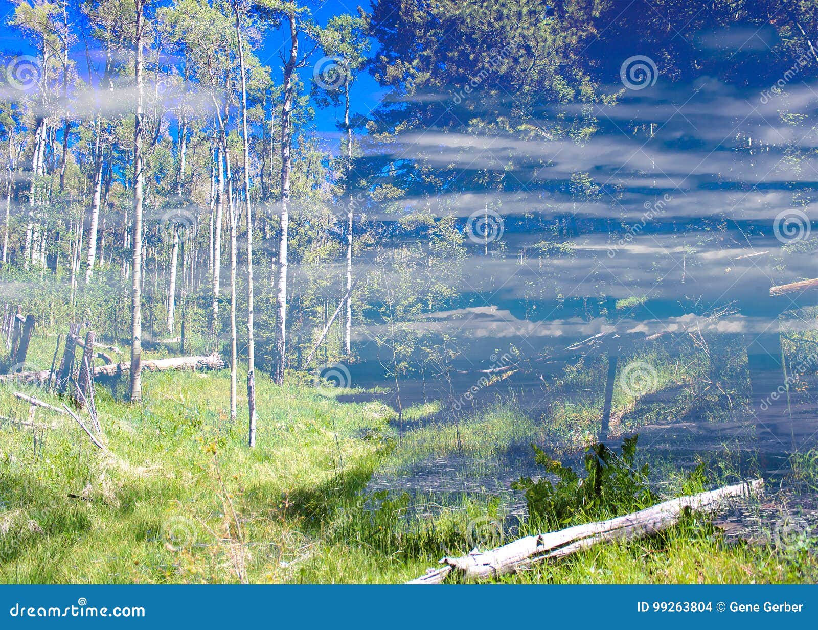 Disappearing Forest stock photo. Image of mountain, nature - 99263804