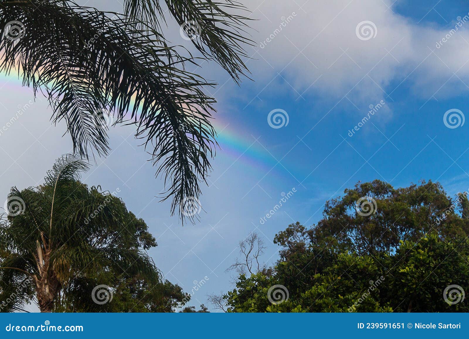 Disappearing Rainbow Under Palm Trees Stock Image - Image of palm ...