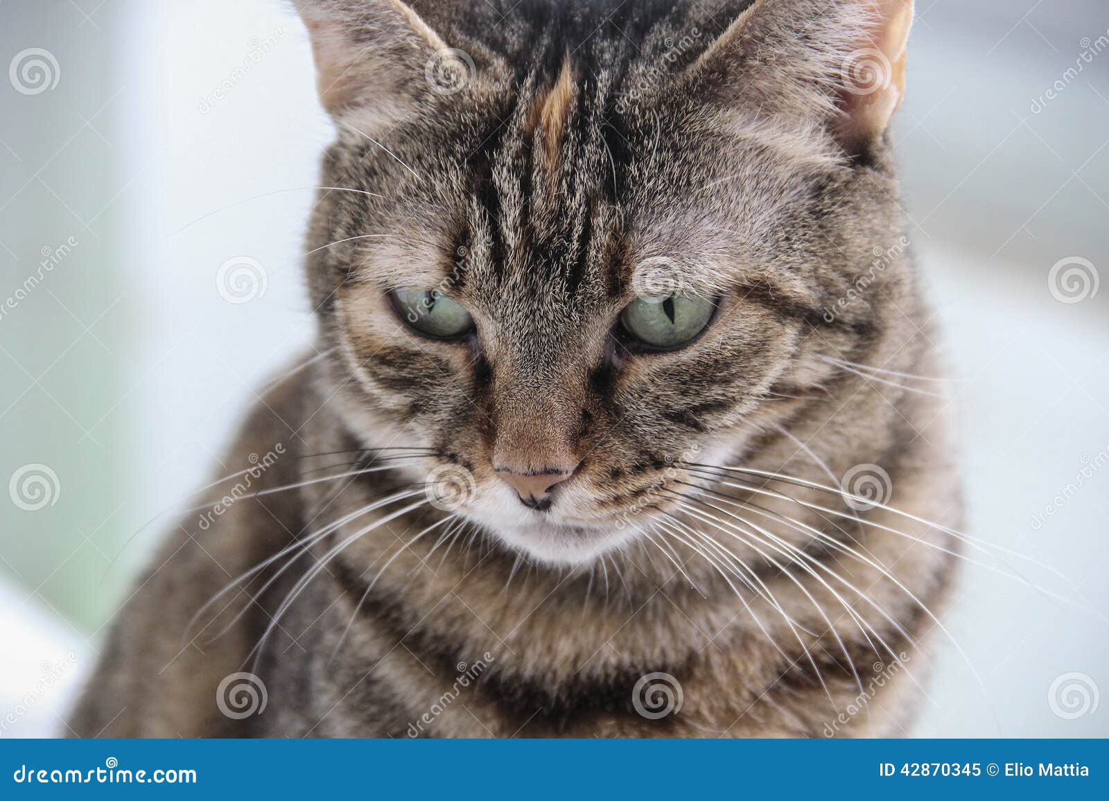 Disappointed Sad Cat