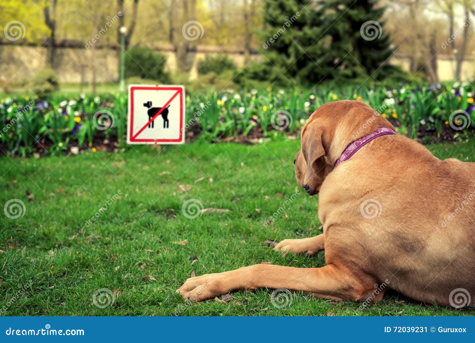 Disappointed dog stock image. Image of place, color, entrance - 72039231