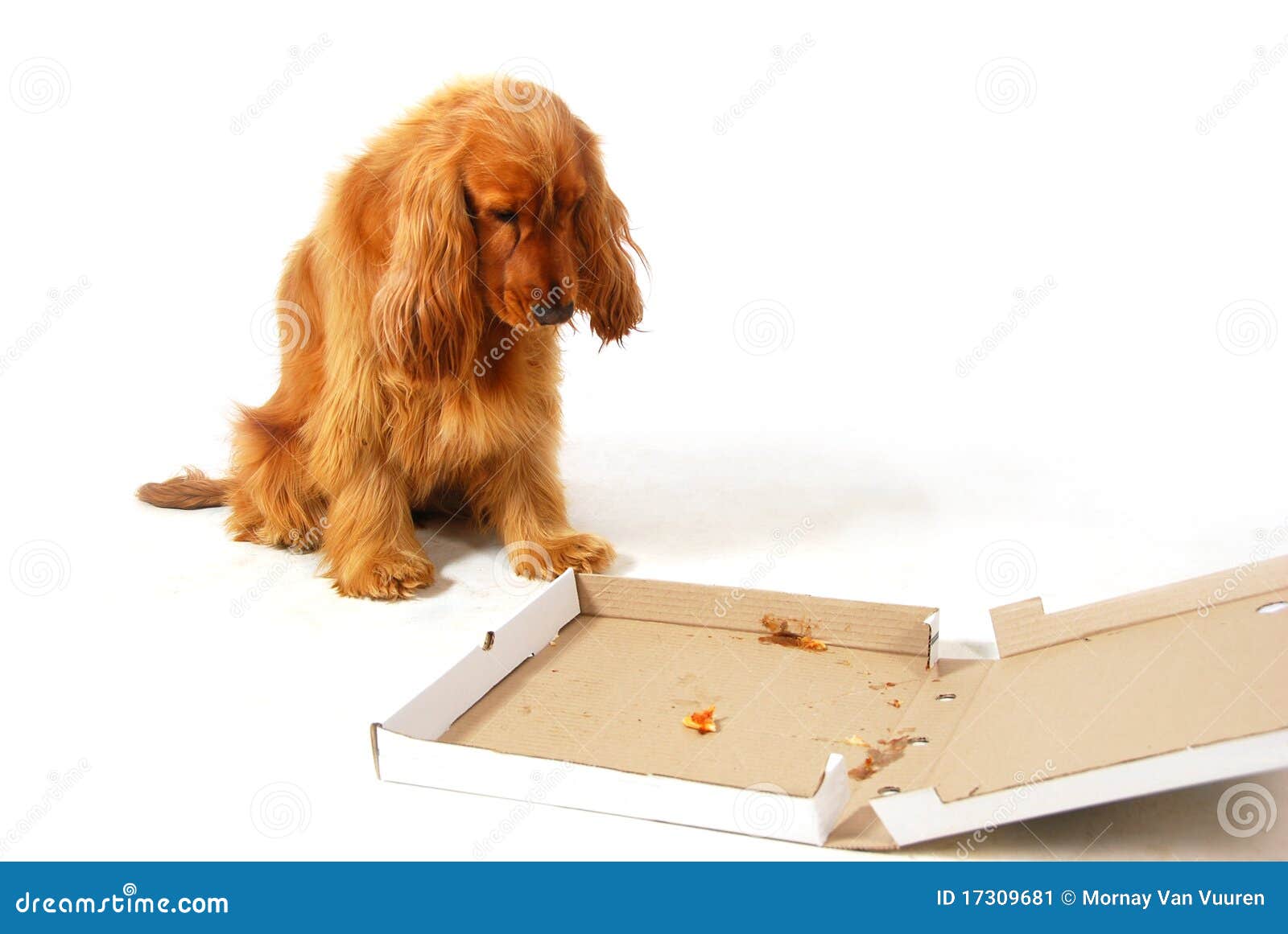 Disappointed puppy stock image. Image of purebred, puppy - 17309681