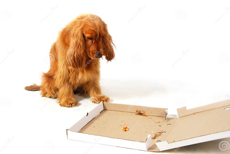 Disappointed puppy stock image. Image of purebred, puppy - 17309681