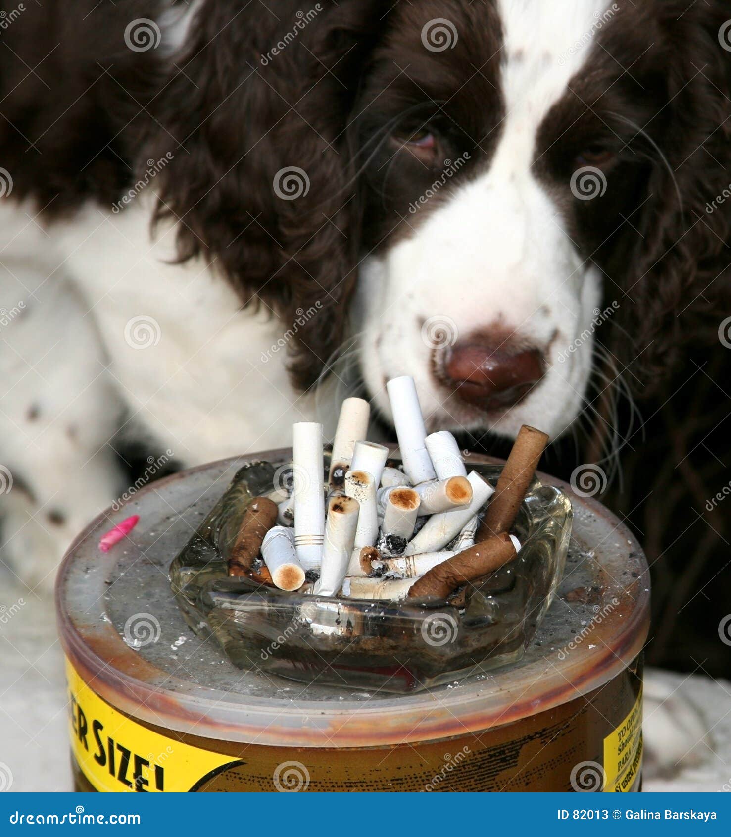 Disapproving look stock image. Image of habit, brown, illness - 82013