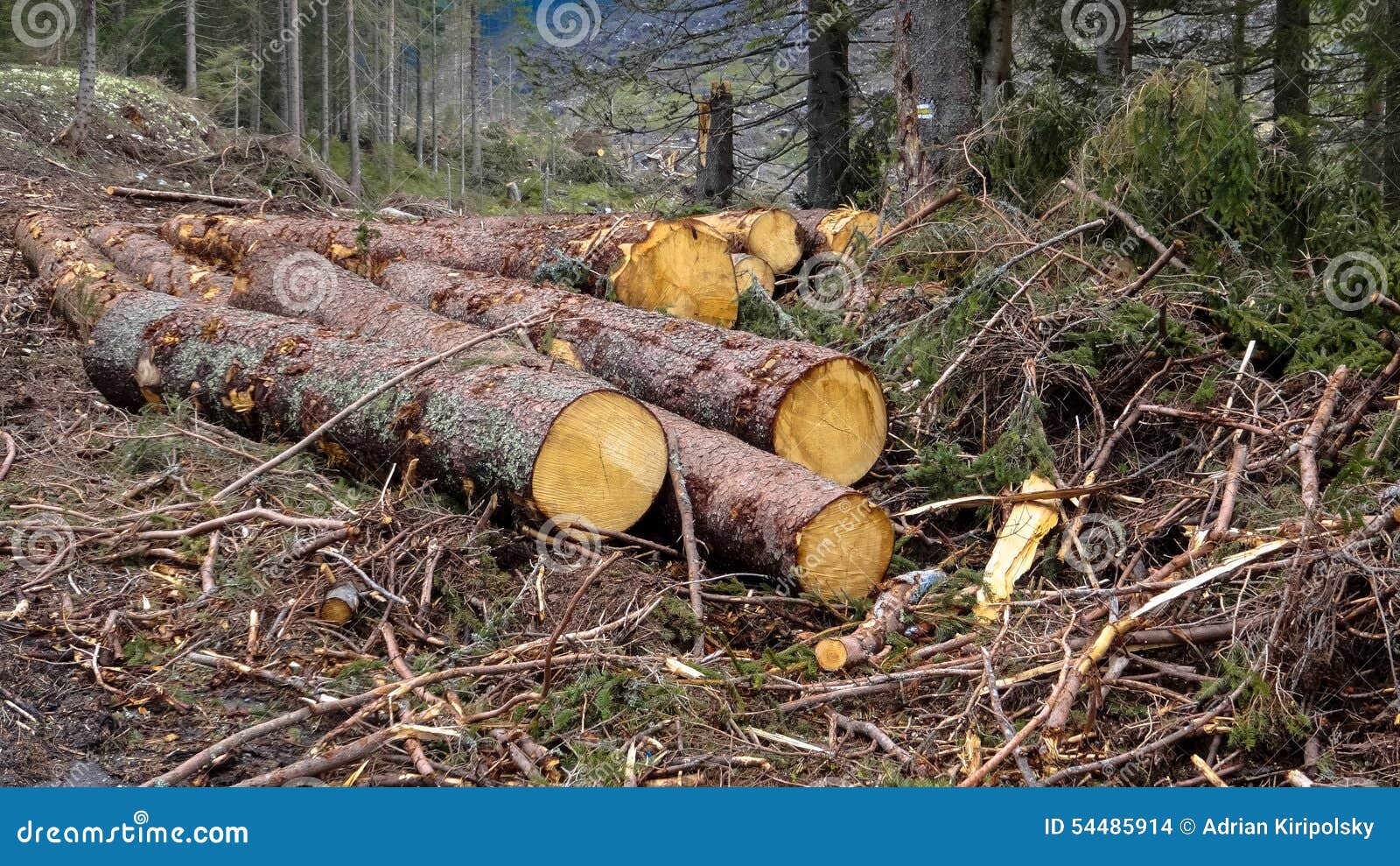 Disaster in the forest stock photo. Image of countryside - 54485914