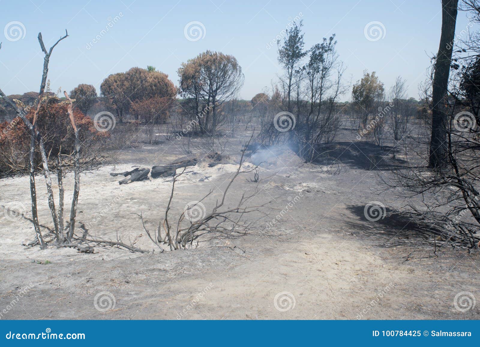 Disastrous Effects of an Arson and of Its Dousing in a Forest Stock ...