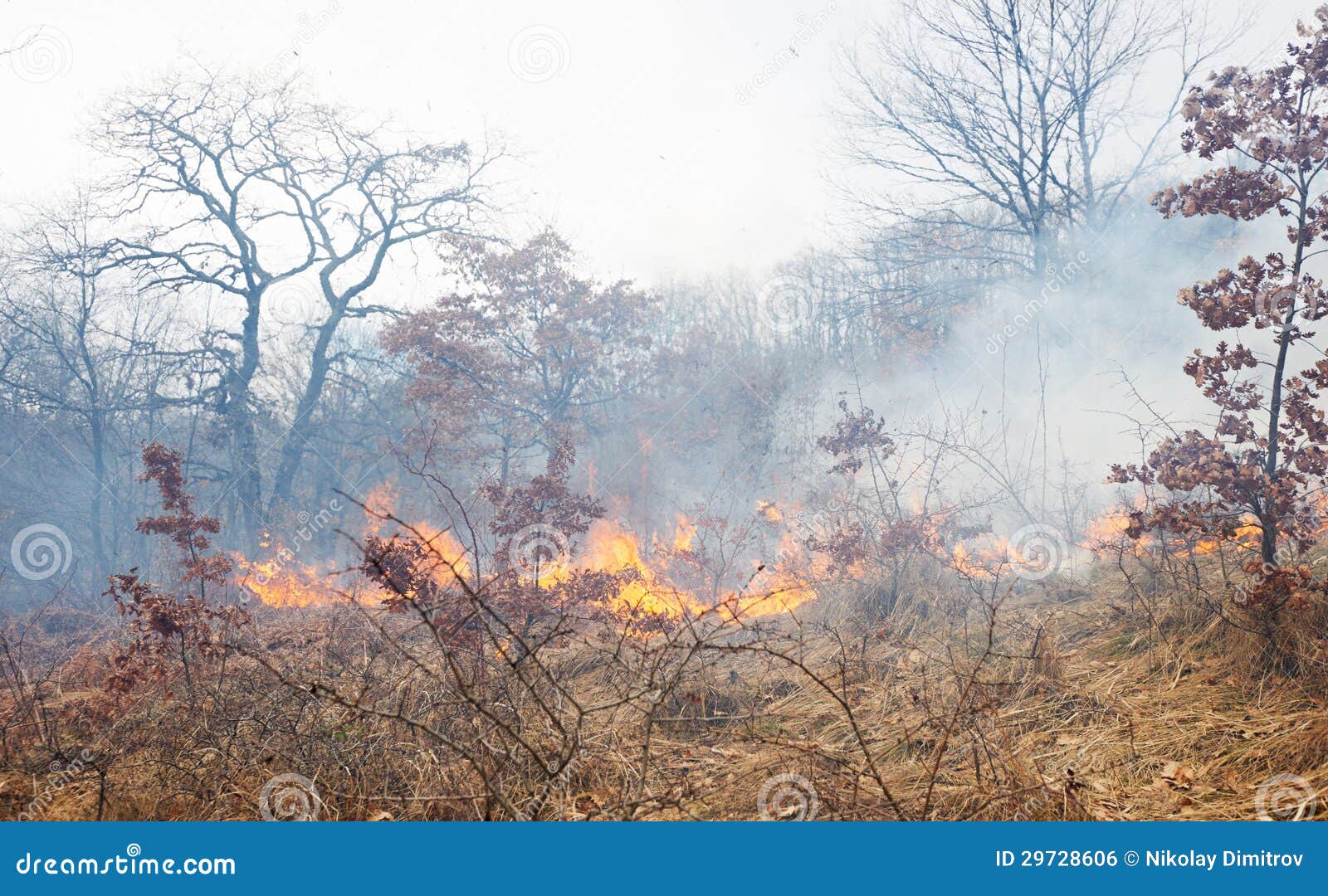 Fire in oak forest stock photo. Image of hell, flame - 29728606