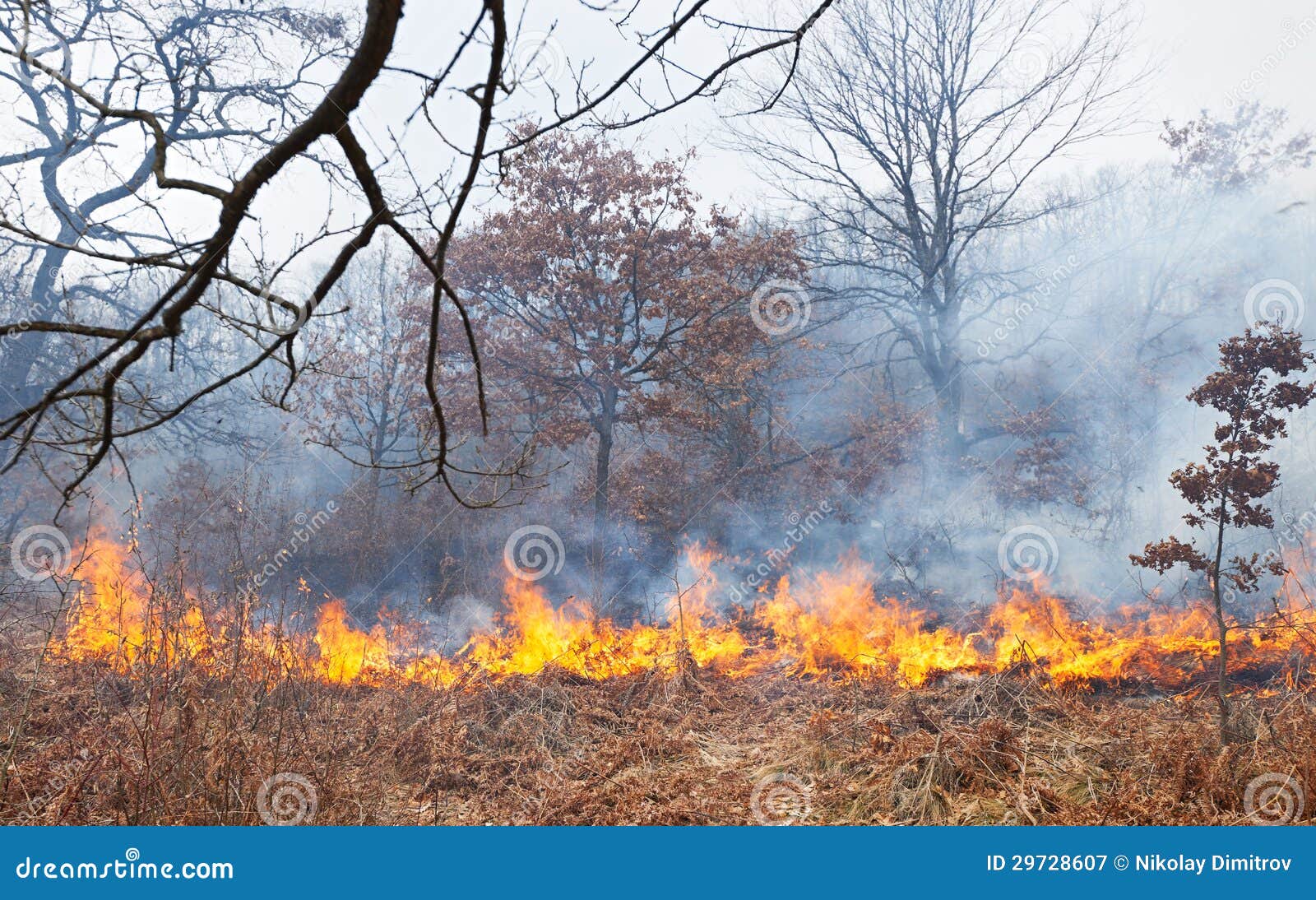 Fire in oak forest stock image. Image of damage, tree - 29728607