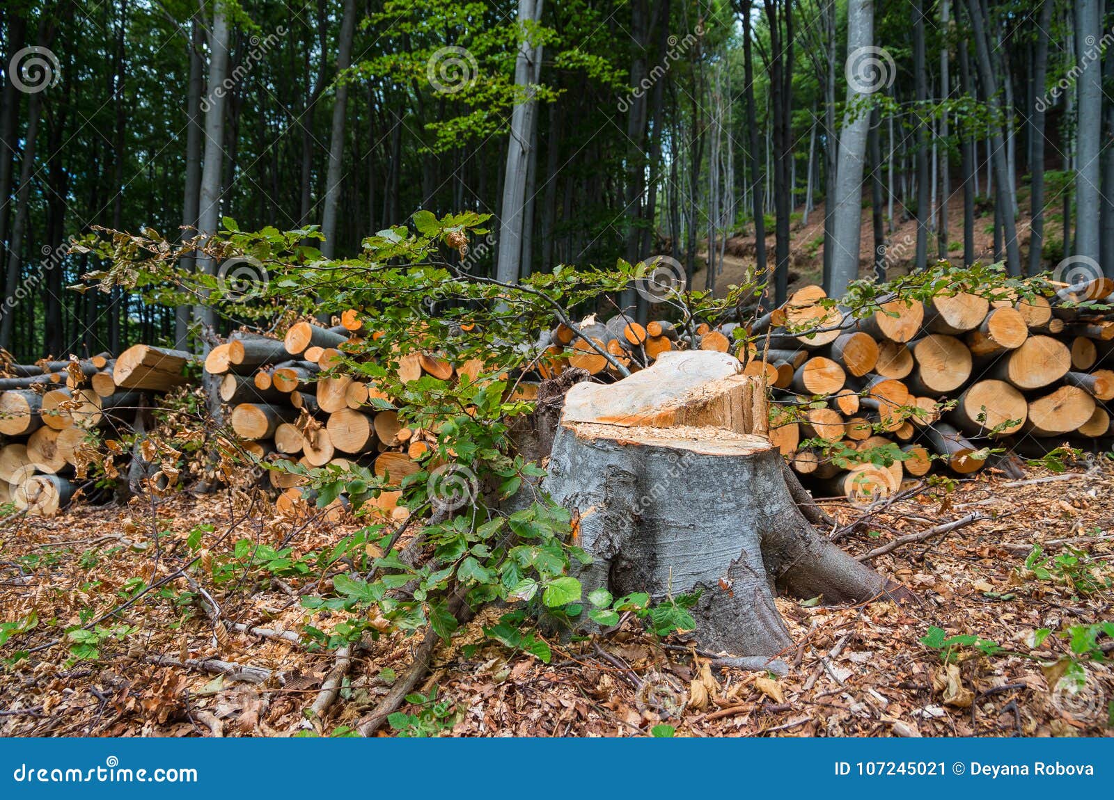 Disboscamento Delle Foreste Decidue Immagine Stock - Immagine di ...