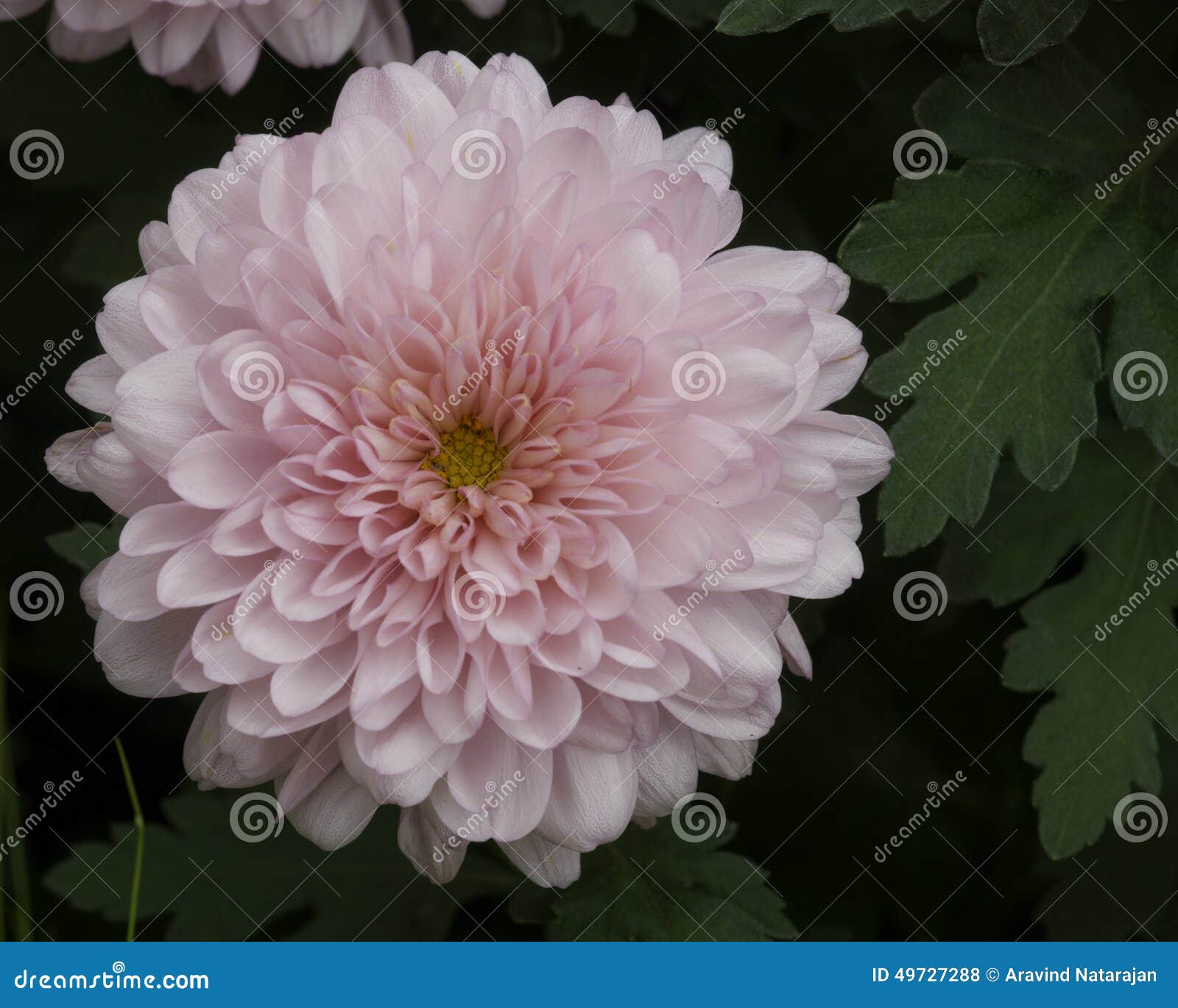 Disbud mum stock photo. Image of flowers, backyard, garden - 49727288