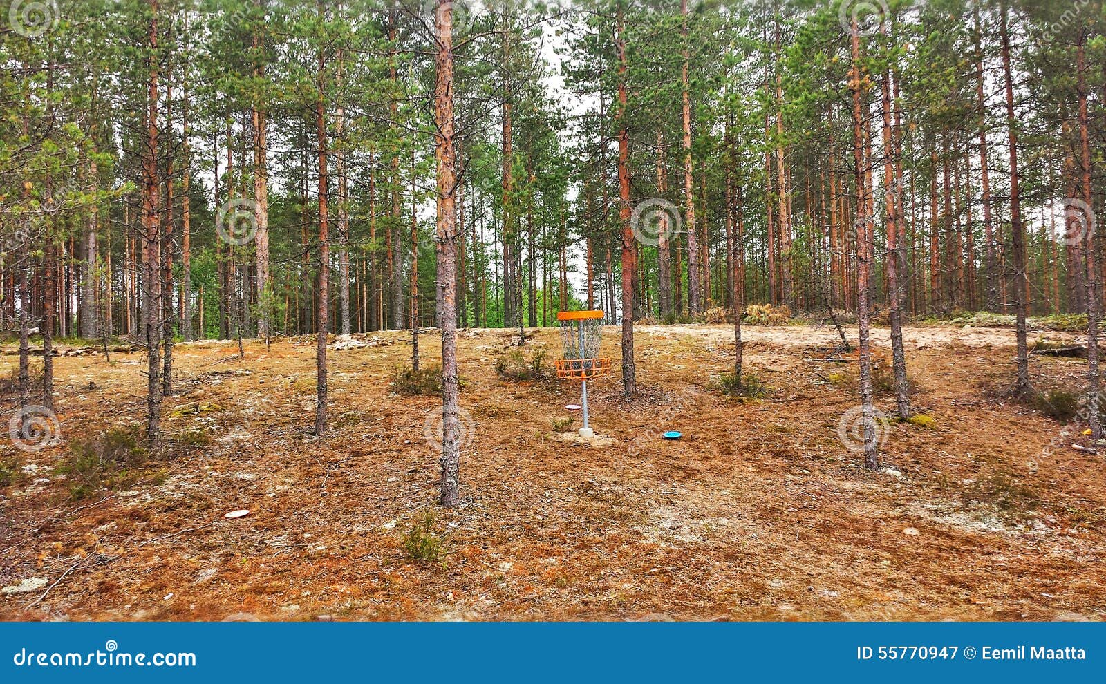 Disc Golf in the forest stock image. Image of nature - 55770947