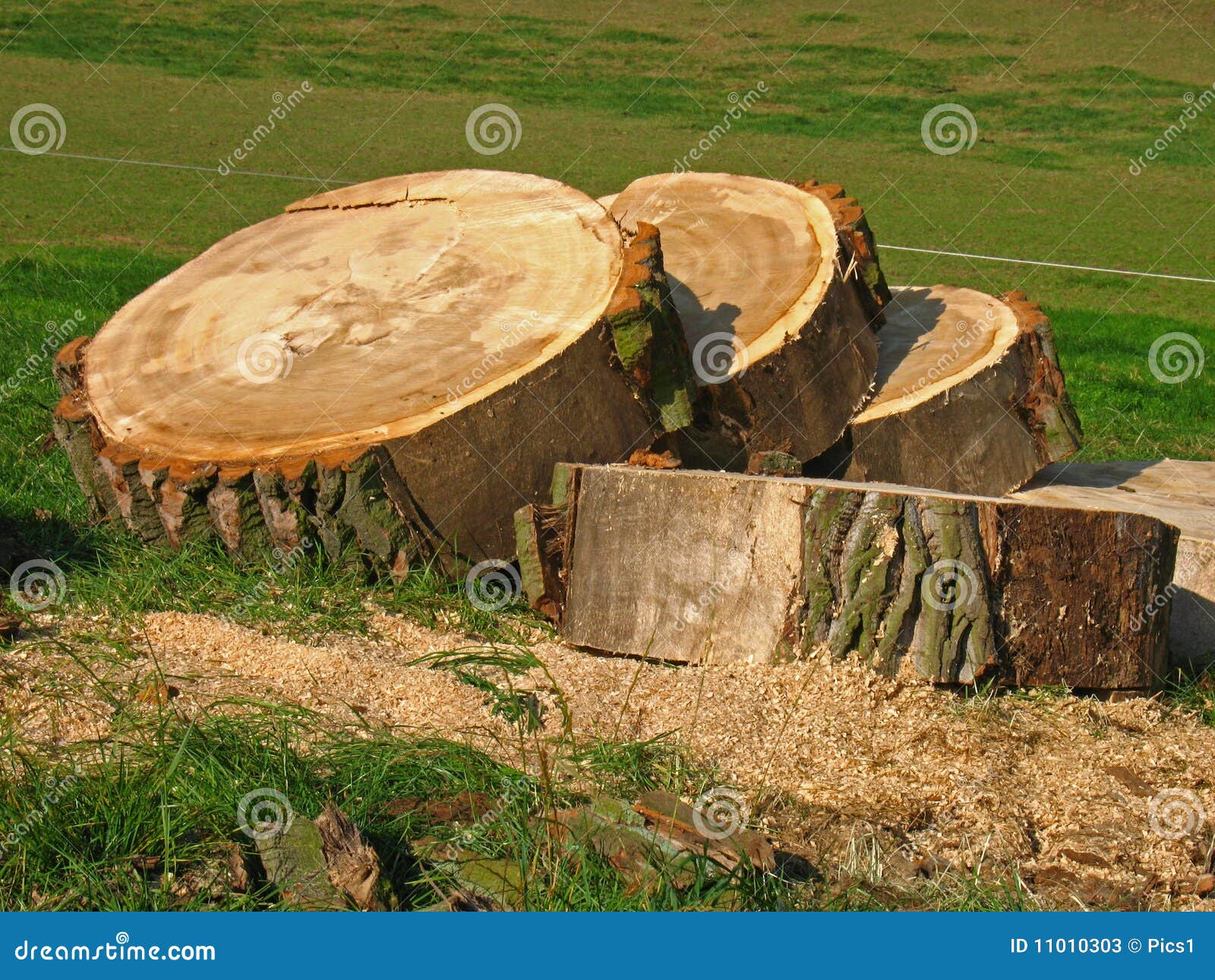 Disc from a sawing tree stock image. Image of beige, thick - 11010303