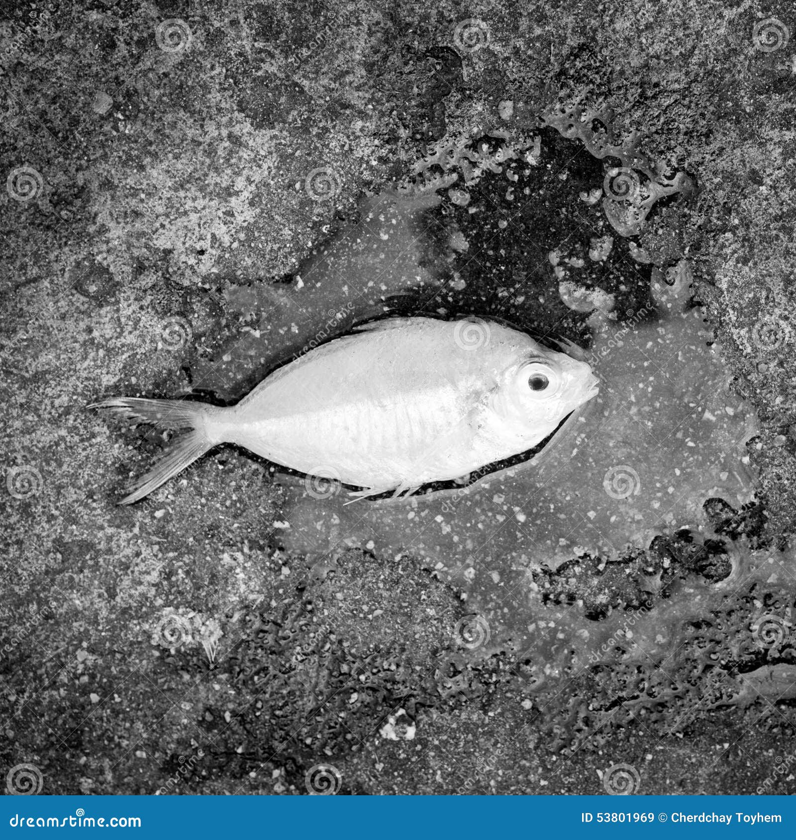 Discard Small Fish on Dark Concrete Background. Black and White Stock ...