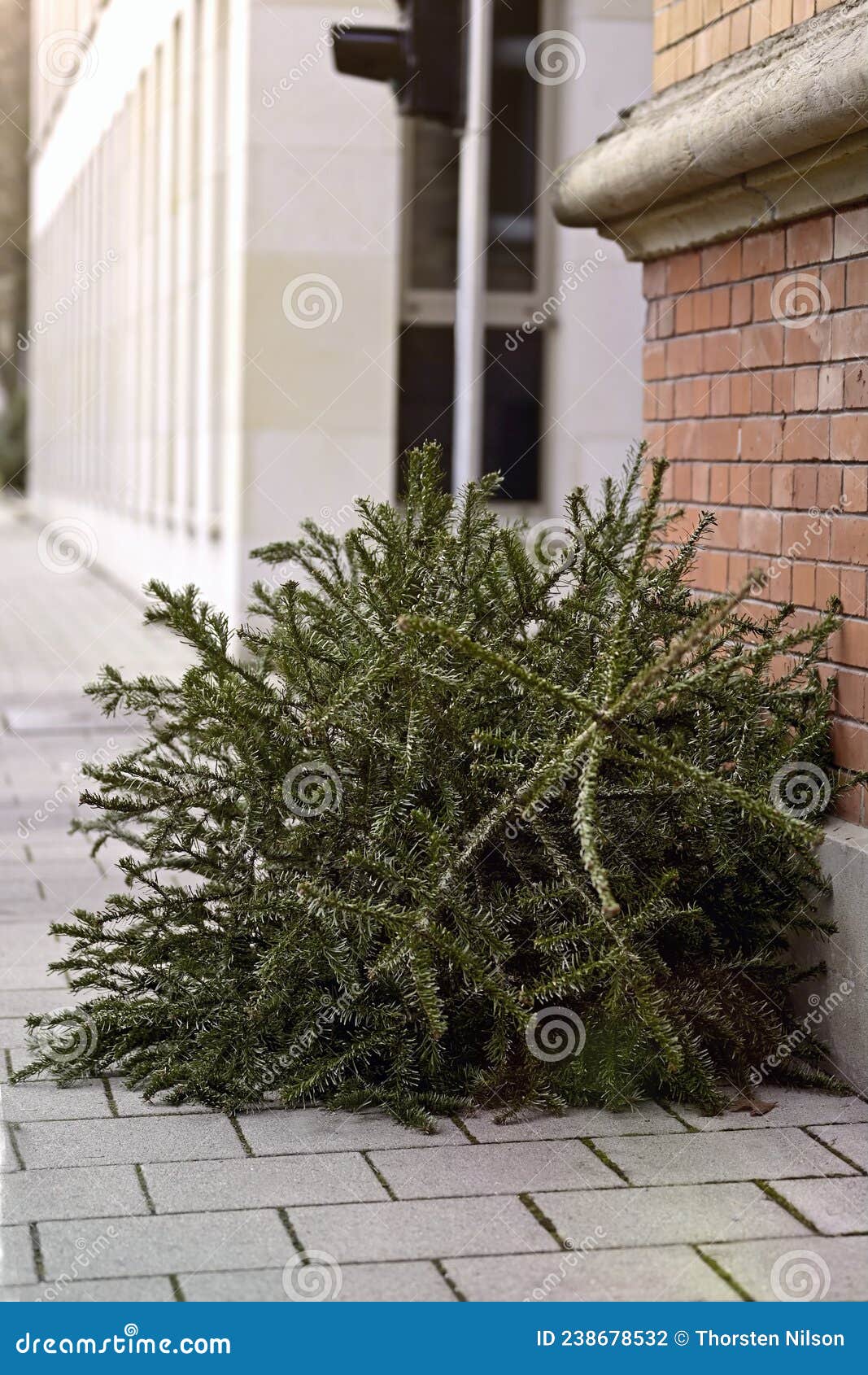Discarded Christmas Tree after the Holiday on the Sidewalk. Stock Photo ...