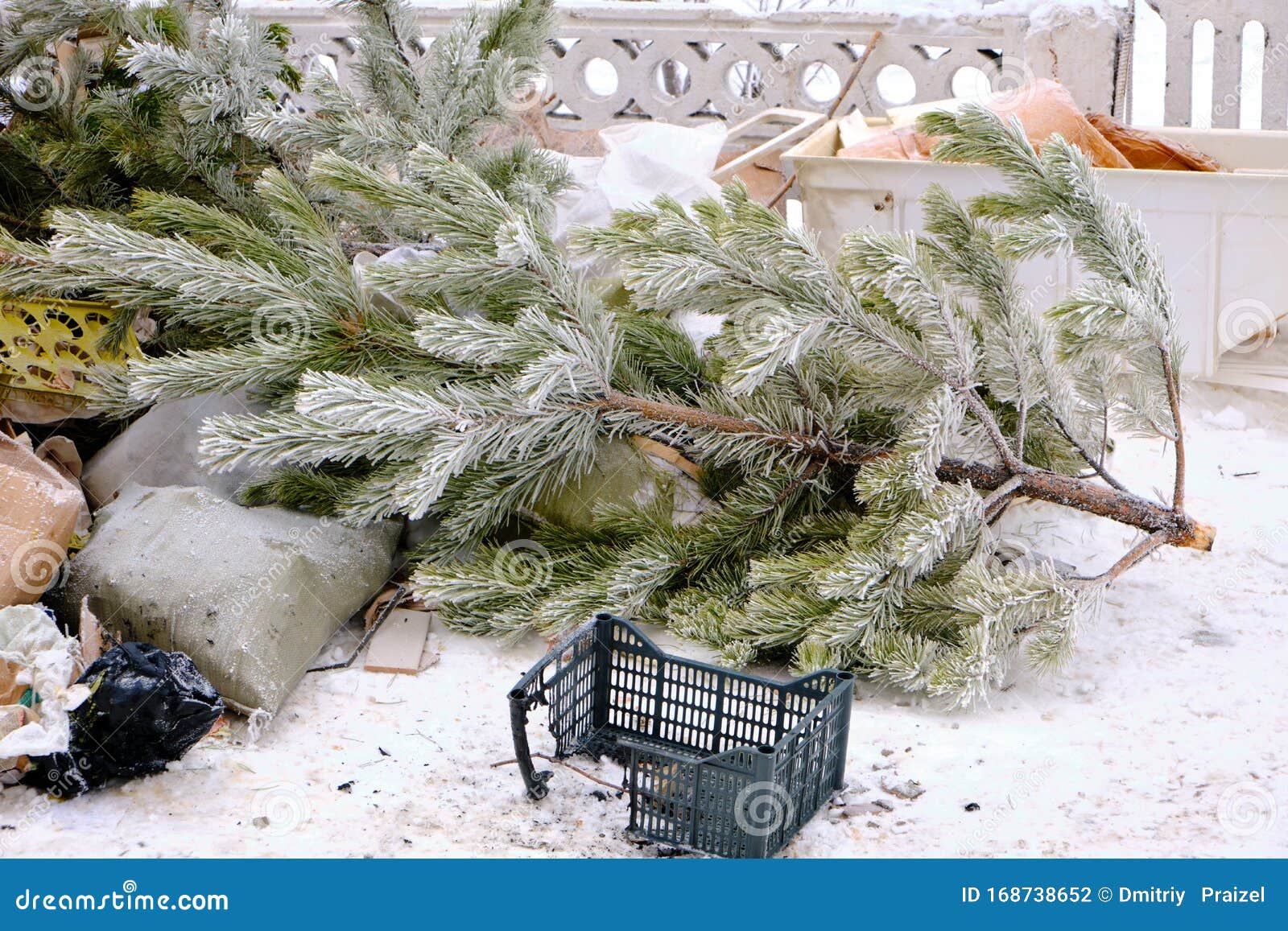 Discarded Christmas Tree in the Trash after the Holiday Stock Photo ...