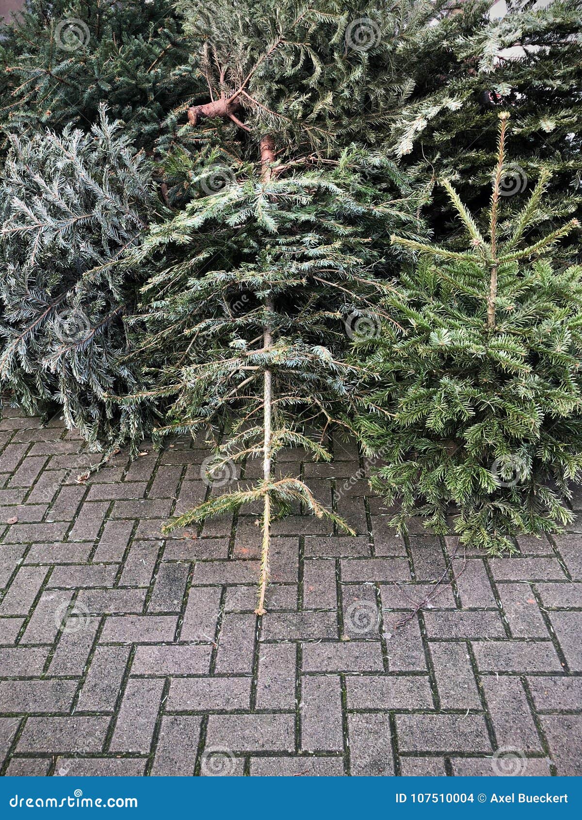 Discarded Christmas Trees Piled on Pavement for Garbage Removal Stock ...