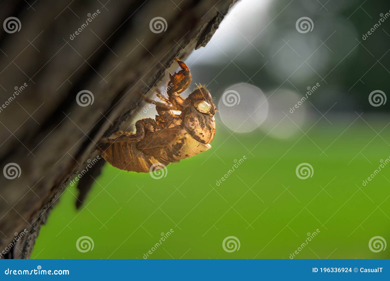 Discarded Cicada Shell Left Empty on Tree Bark, in Pennsylvania, PA ...