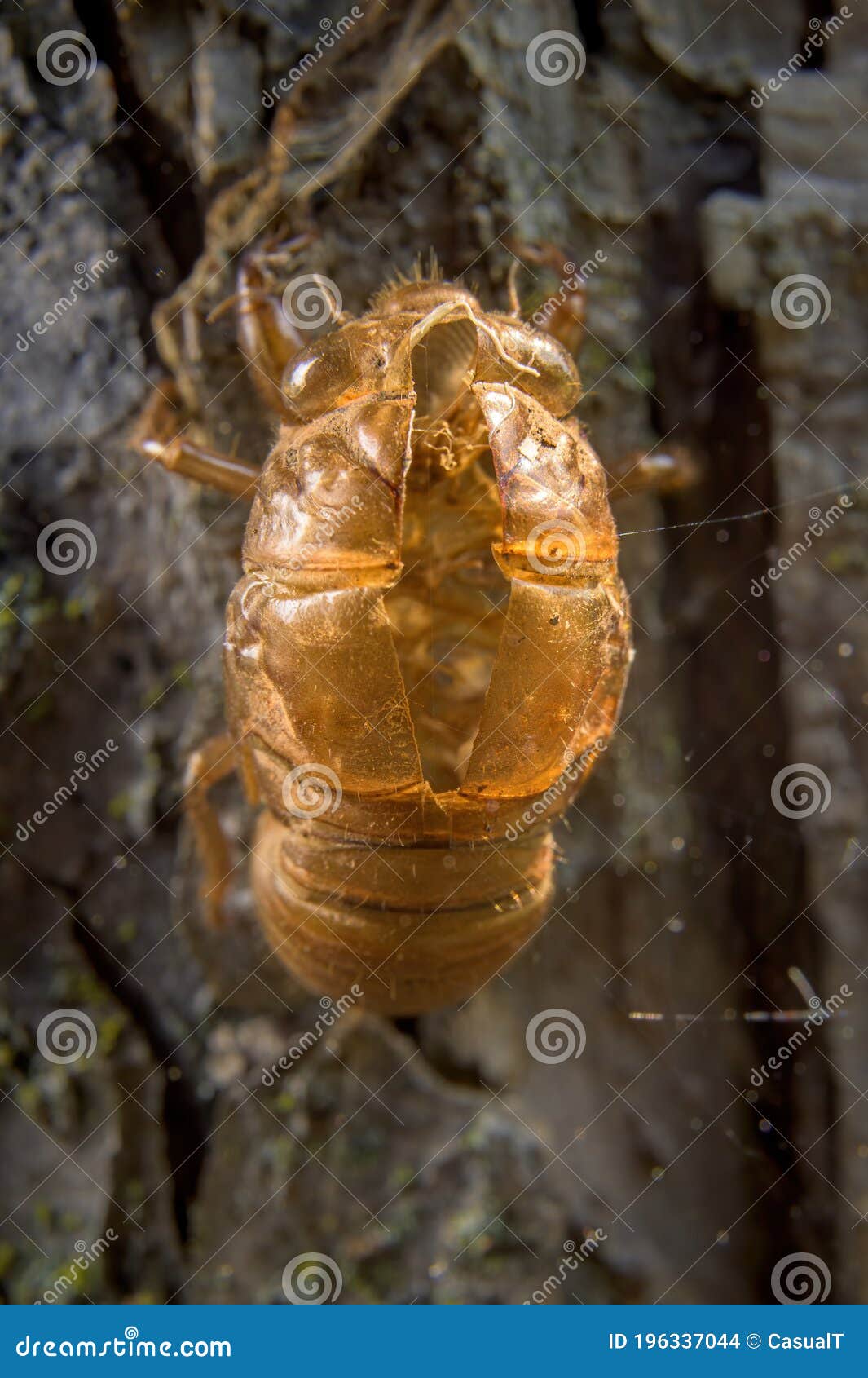 Discarded Cicada Shell Left Empty on Tree Bark, in Pennsylvania, PA ...