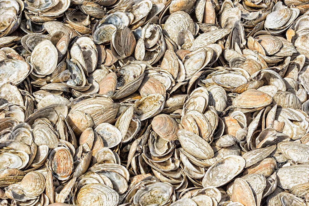 Discarded shells stock image. Image of shells, shellfish - 40607247