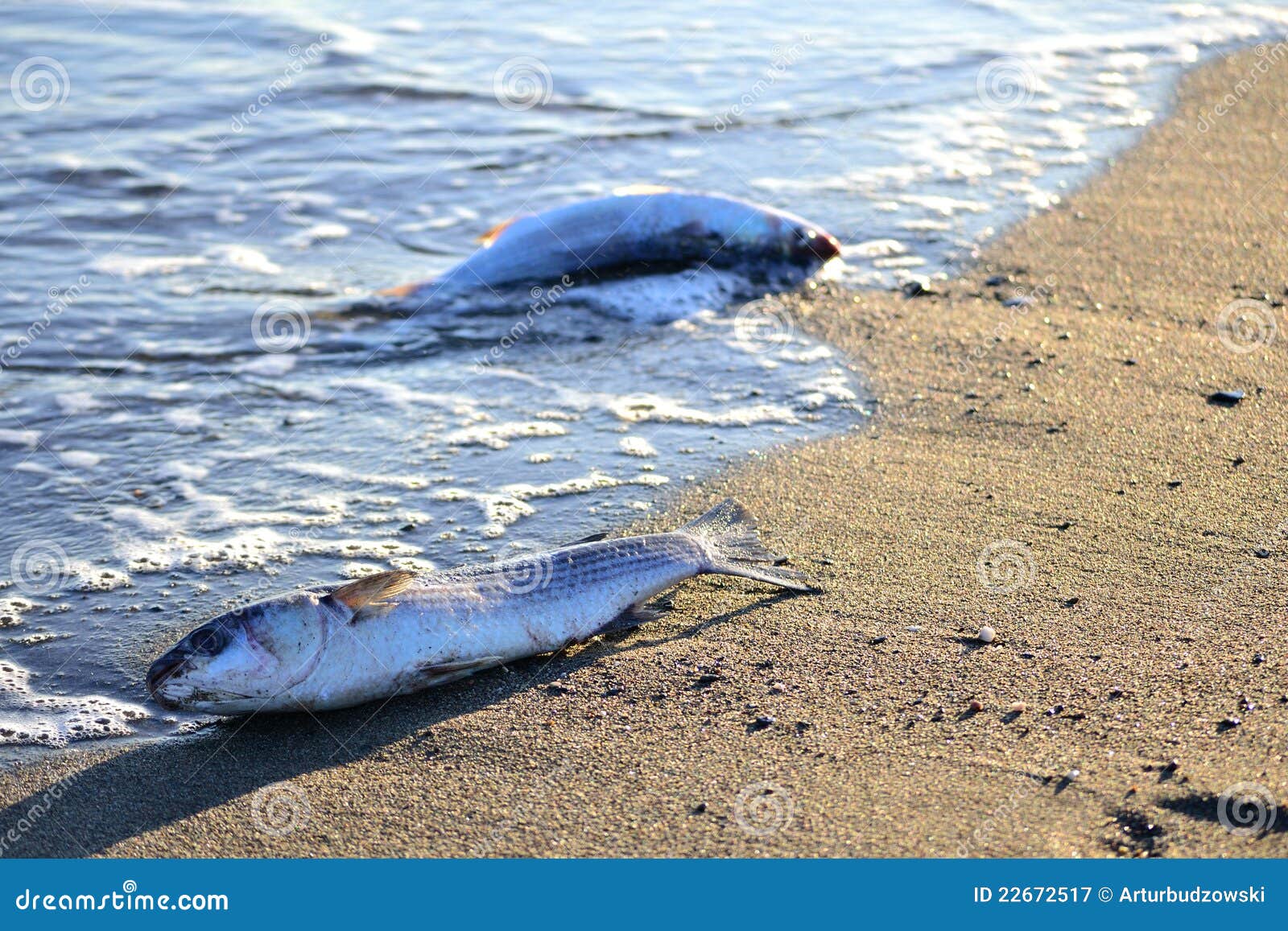 Discarded fish stock image. Image of marina, secluded - 22672517
