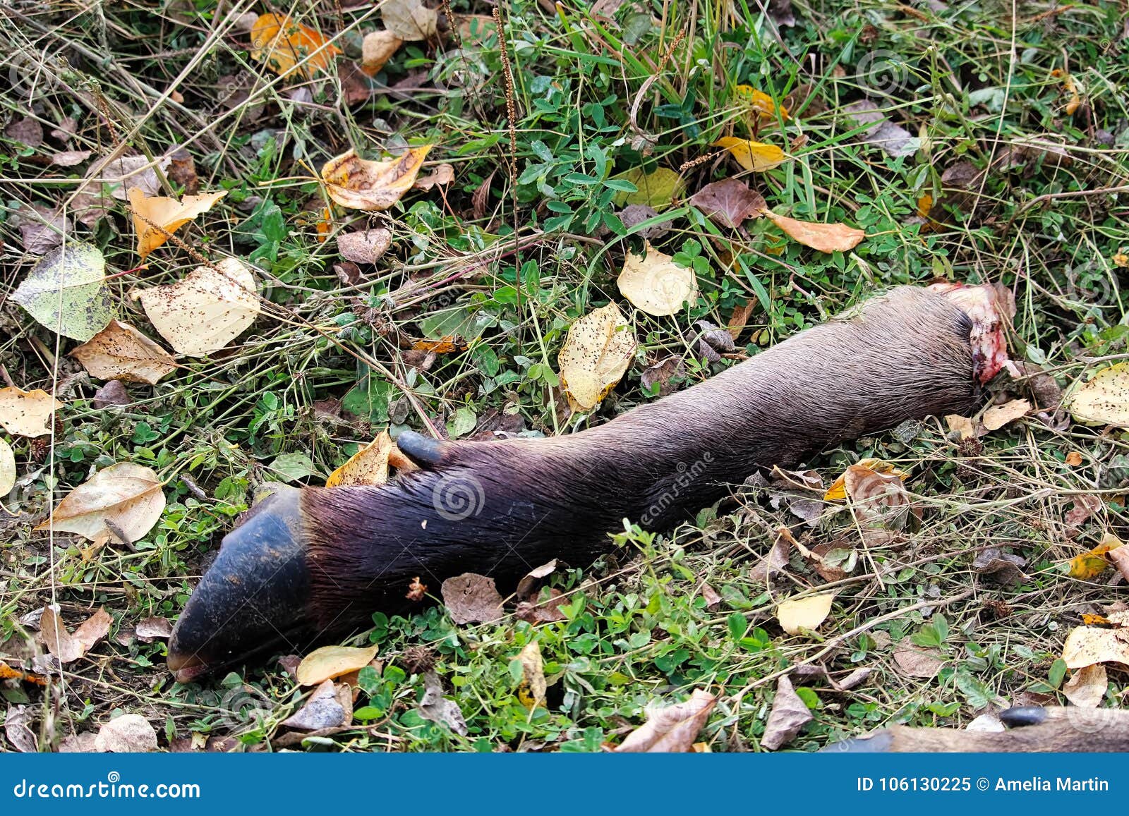 A Discarded Moose Leg from a Successful Hunt Stock Image - Image of ...