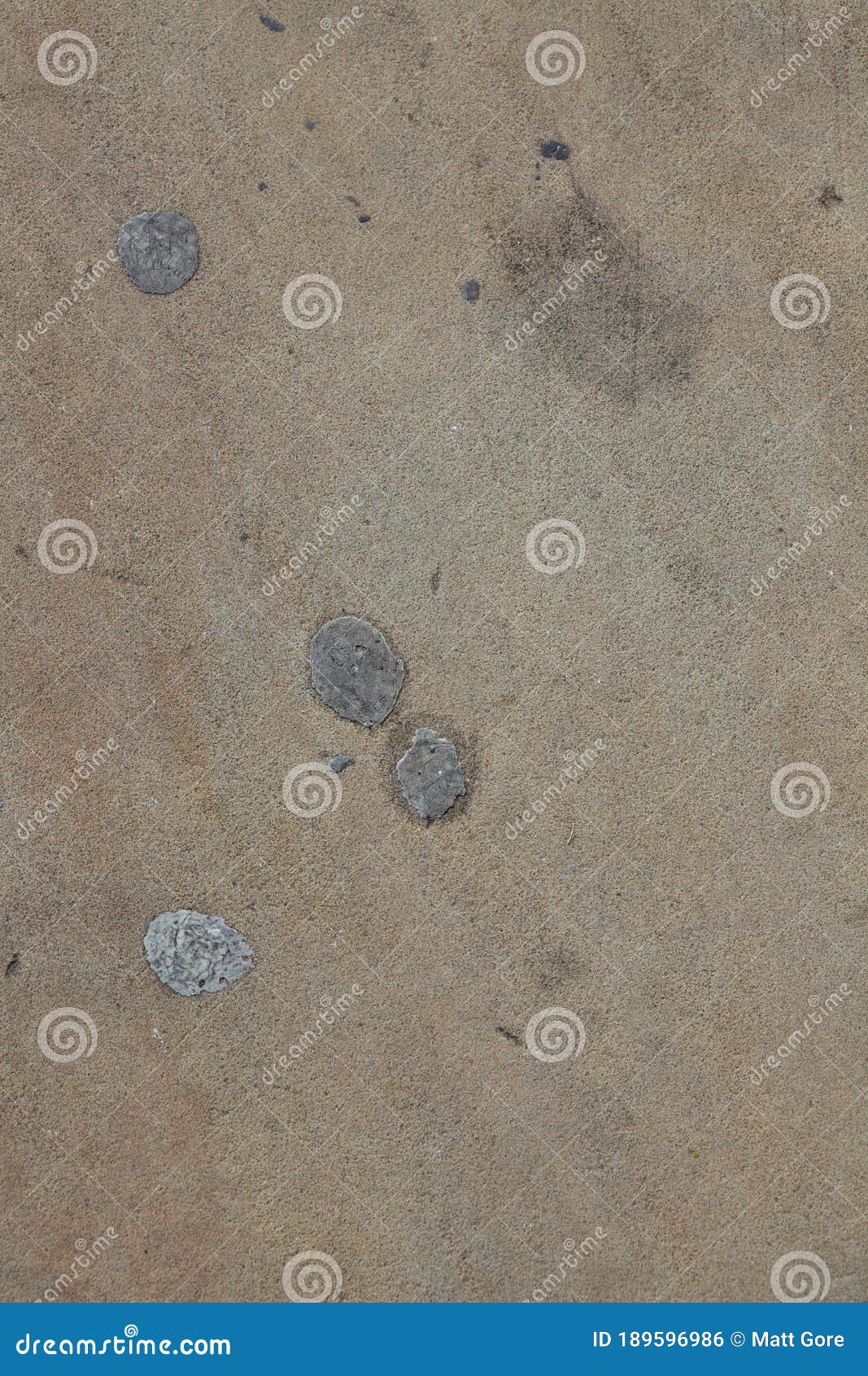 Discarded, Squashed Chewing Gum on a Pavement Sidewalk in the UK Stock ...