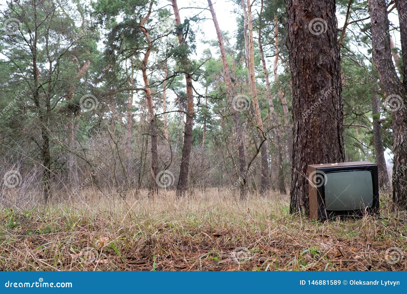 Discarded Television Set in the Pin Forest Stock Image - Image of ...