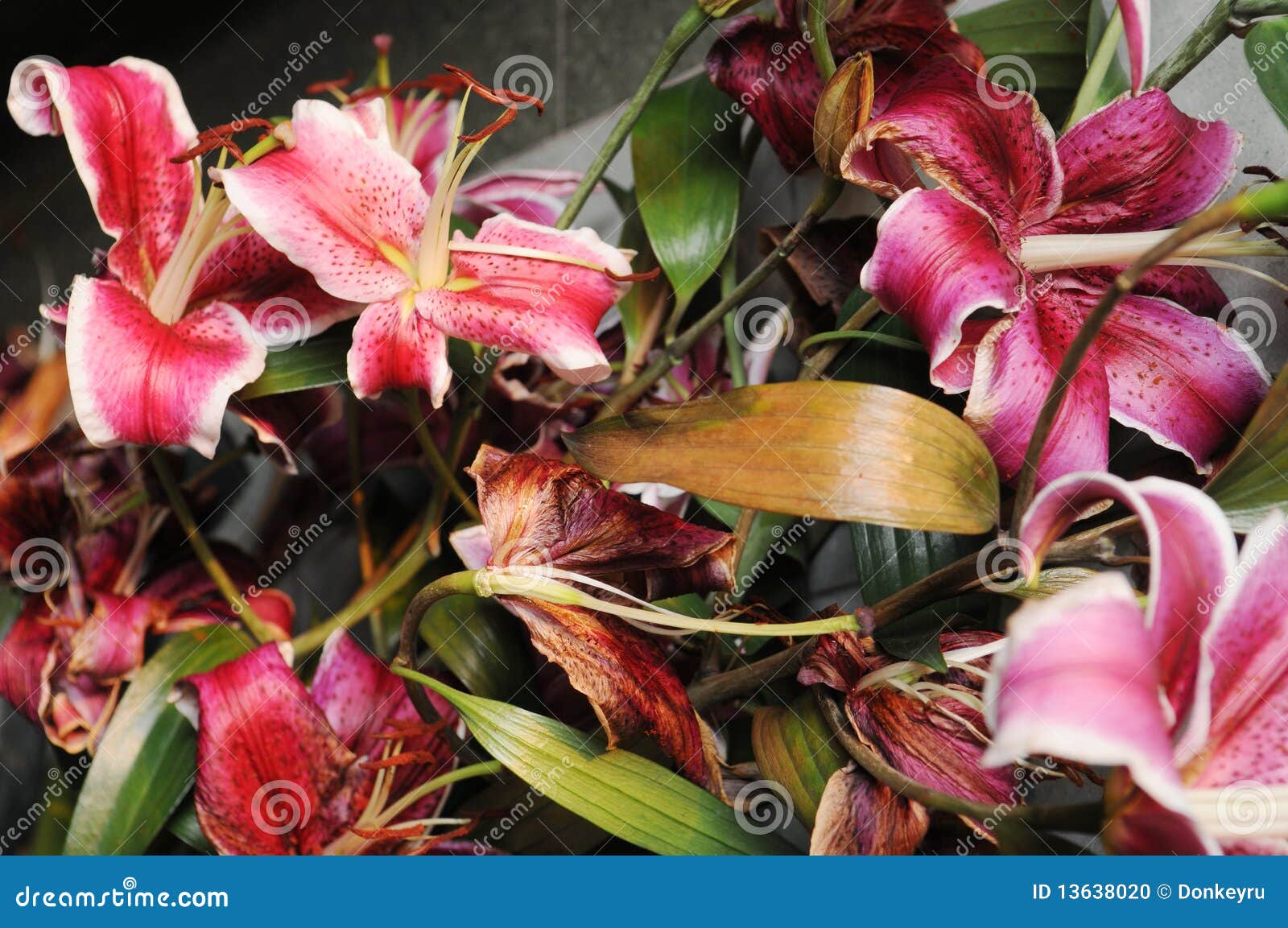 Discarded Withered Lily Flowers Stock Photo - Image of discarded, away ...