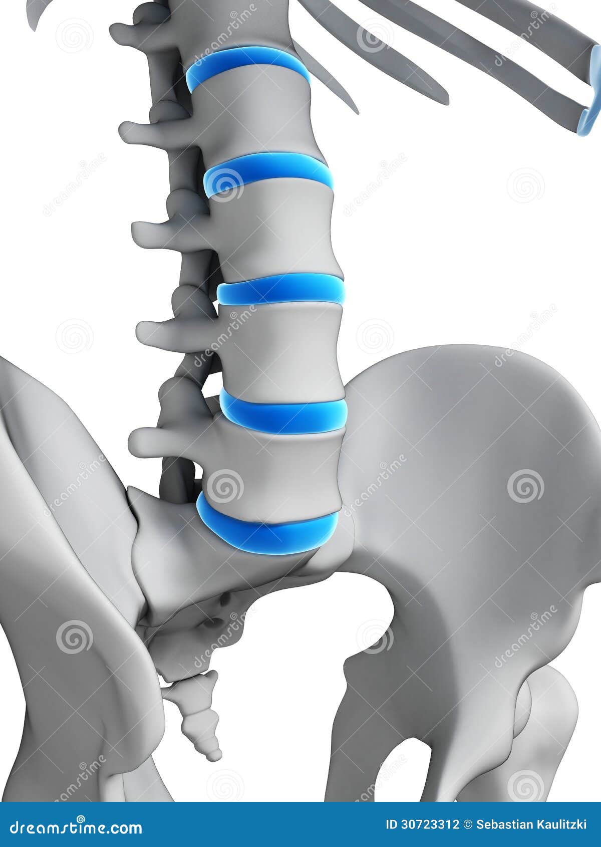 Dischi intervertebrali illustrazione di stock. Illustrazione di ...