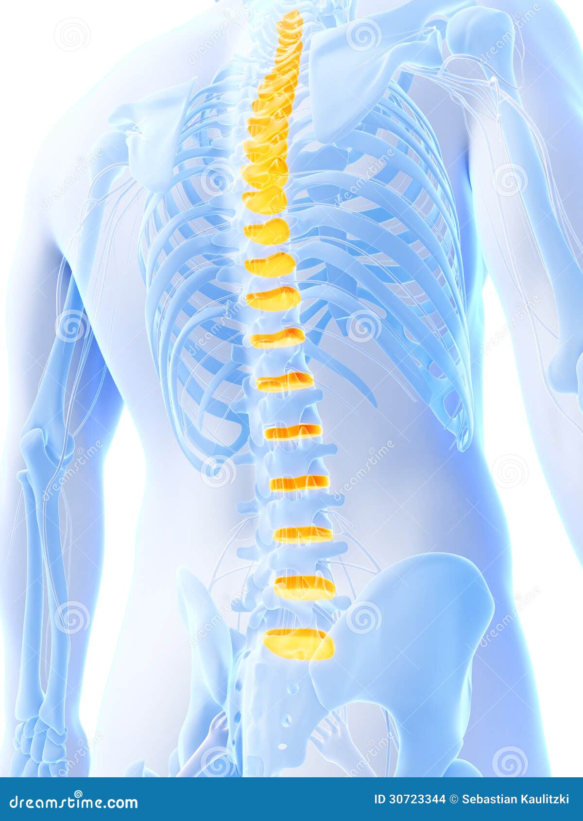 Dischi intervertebrali illustrazione di stock. Illustrazione di ...